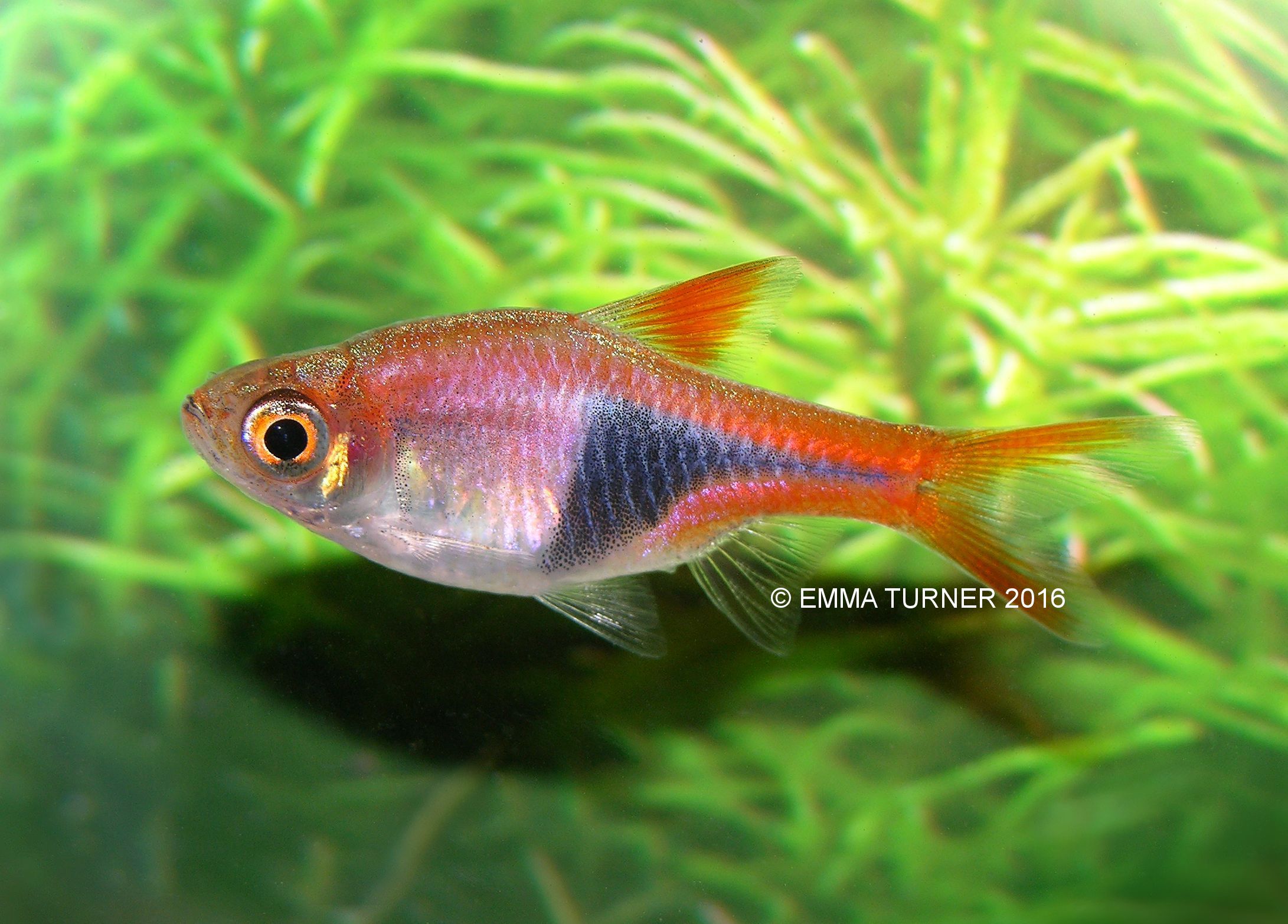 Harlequin Rasbora-Trigonostigma heteromorpha