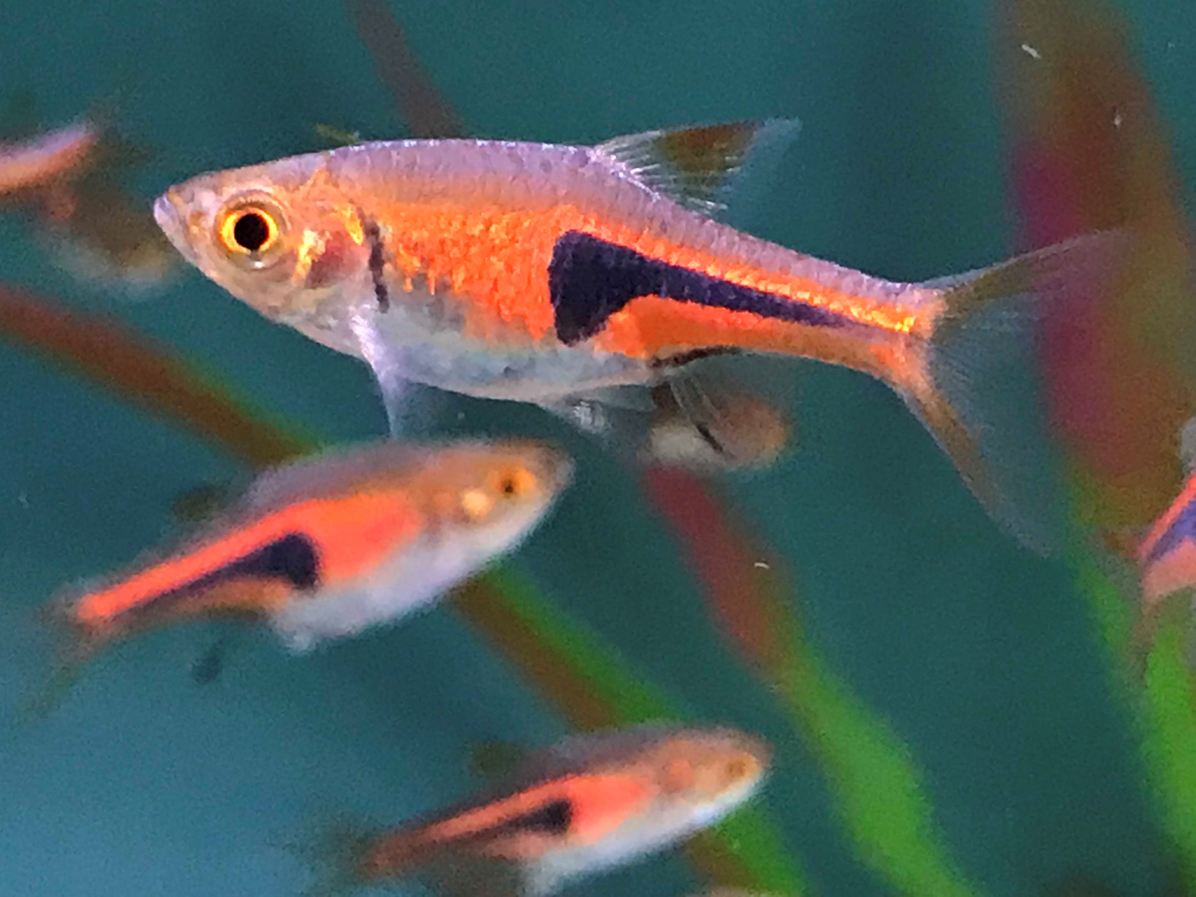 Harlequin Rasbora