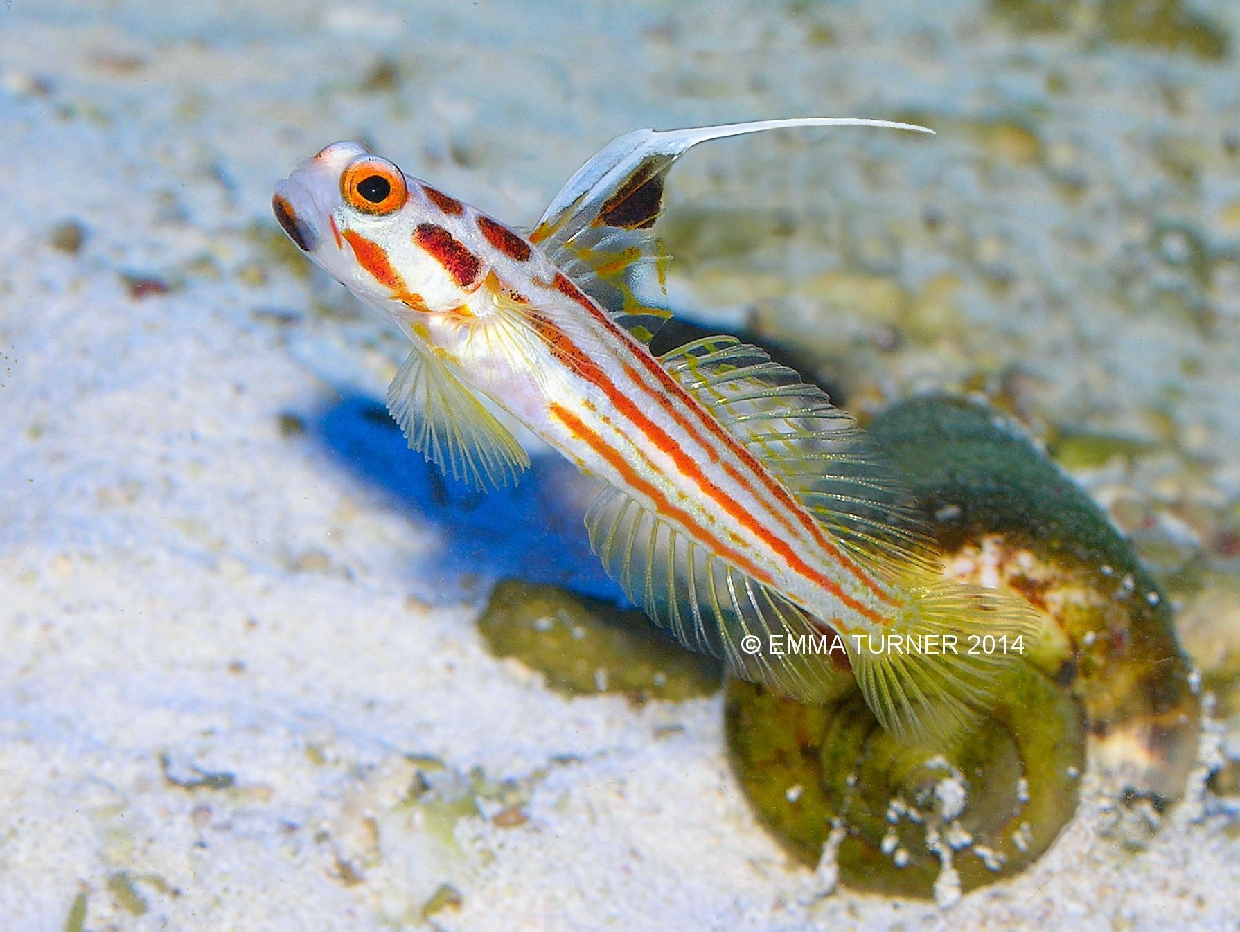 Hi-fin Clown Goby-Stonogobiops yasha