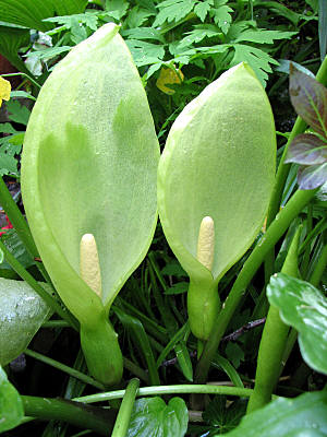 Italian Arum-Arum italicum