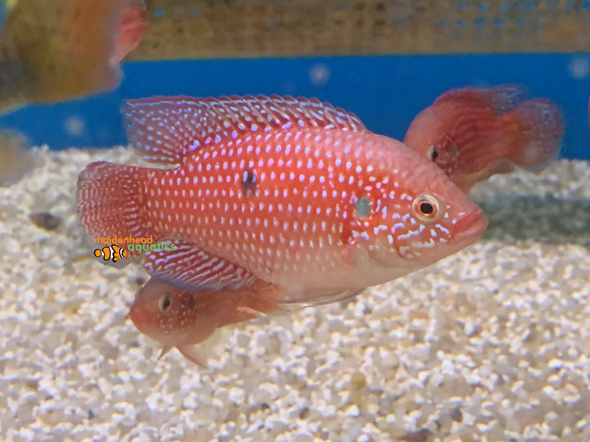 Hemichromis Guttatus