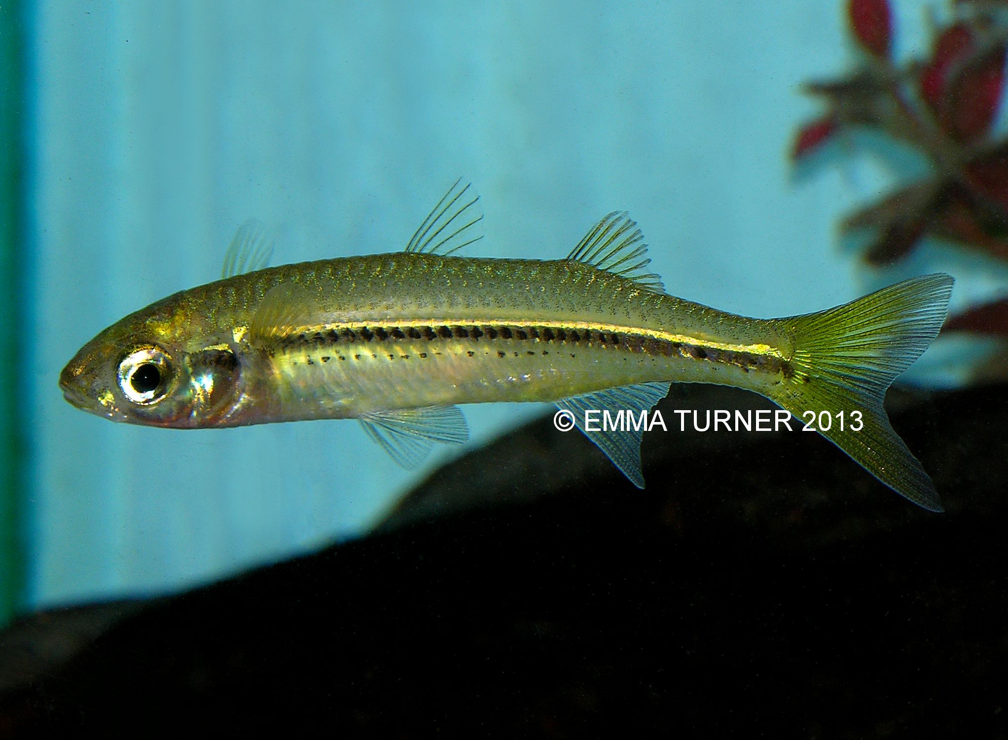 Kubuna Hardyhead-Craterocephalus randi