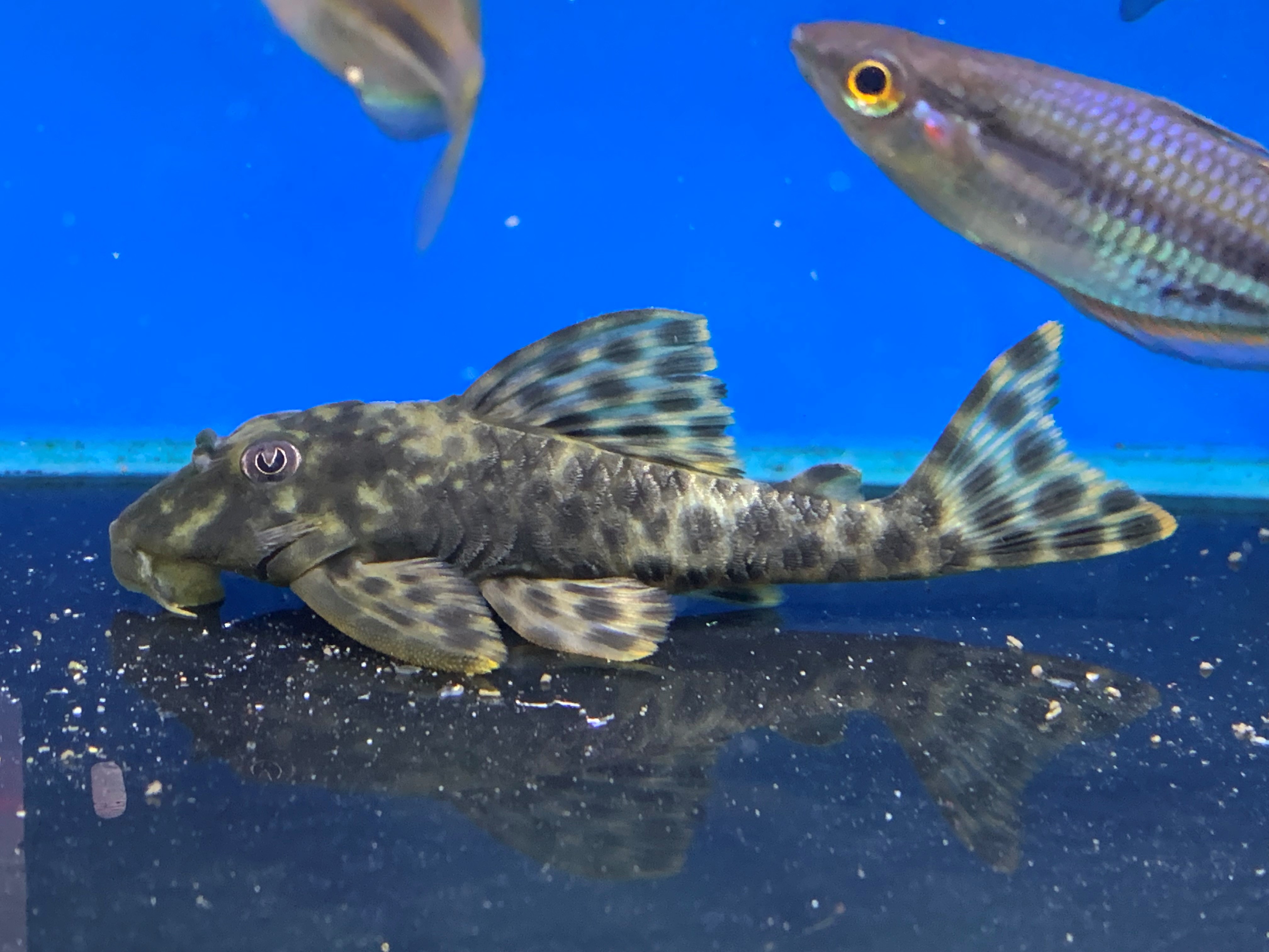 Big Spot Peckoltia L163-Ancistomus