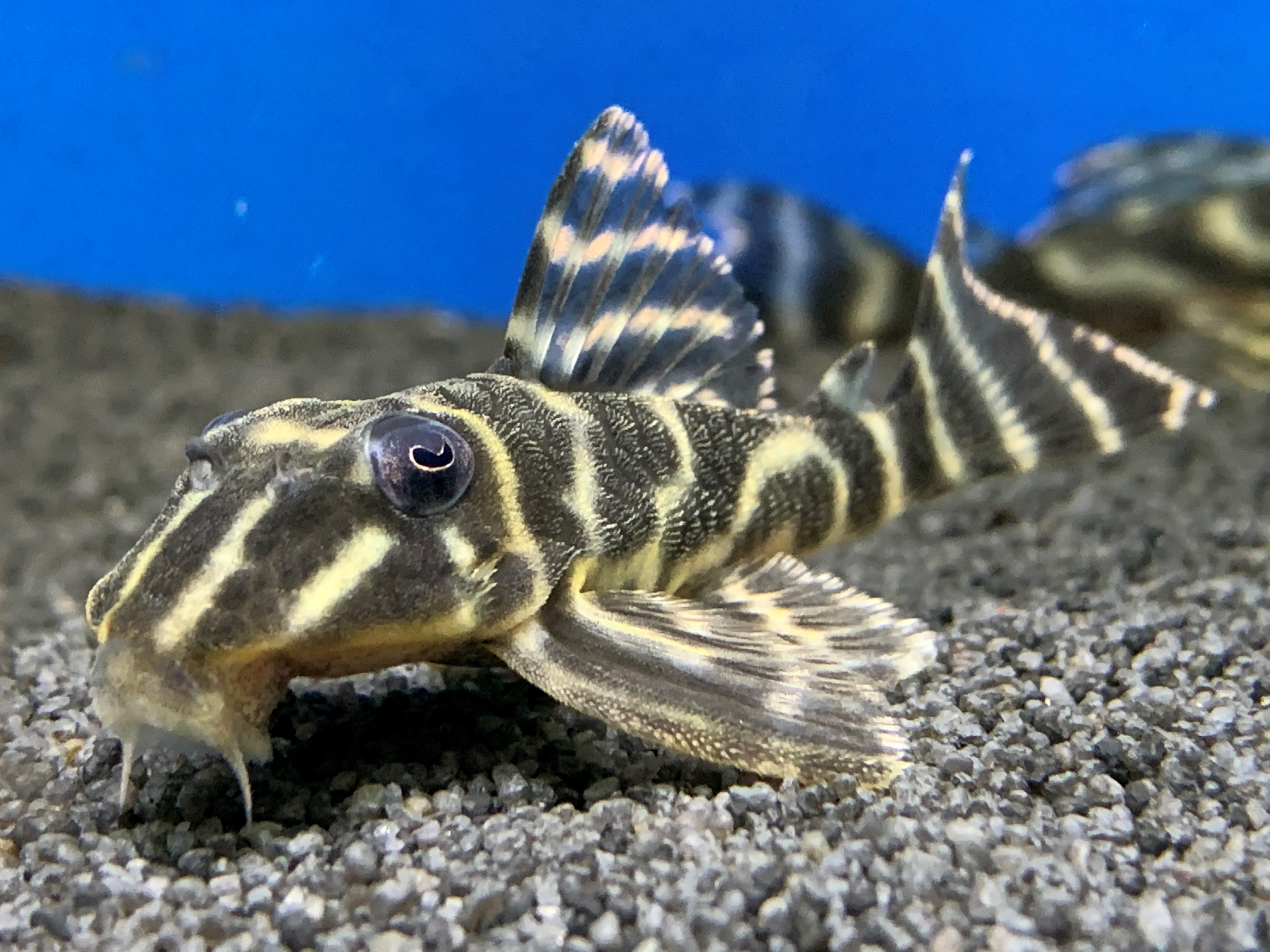 Hypancistrus L199-Hypancistrus furunculus