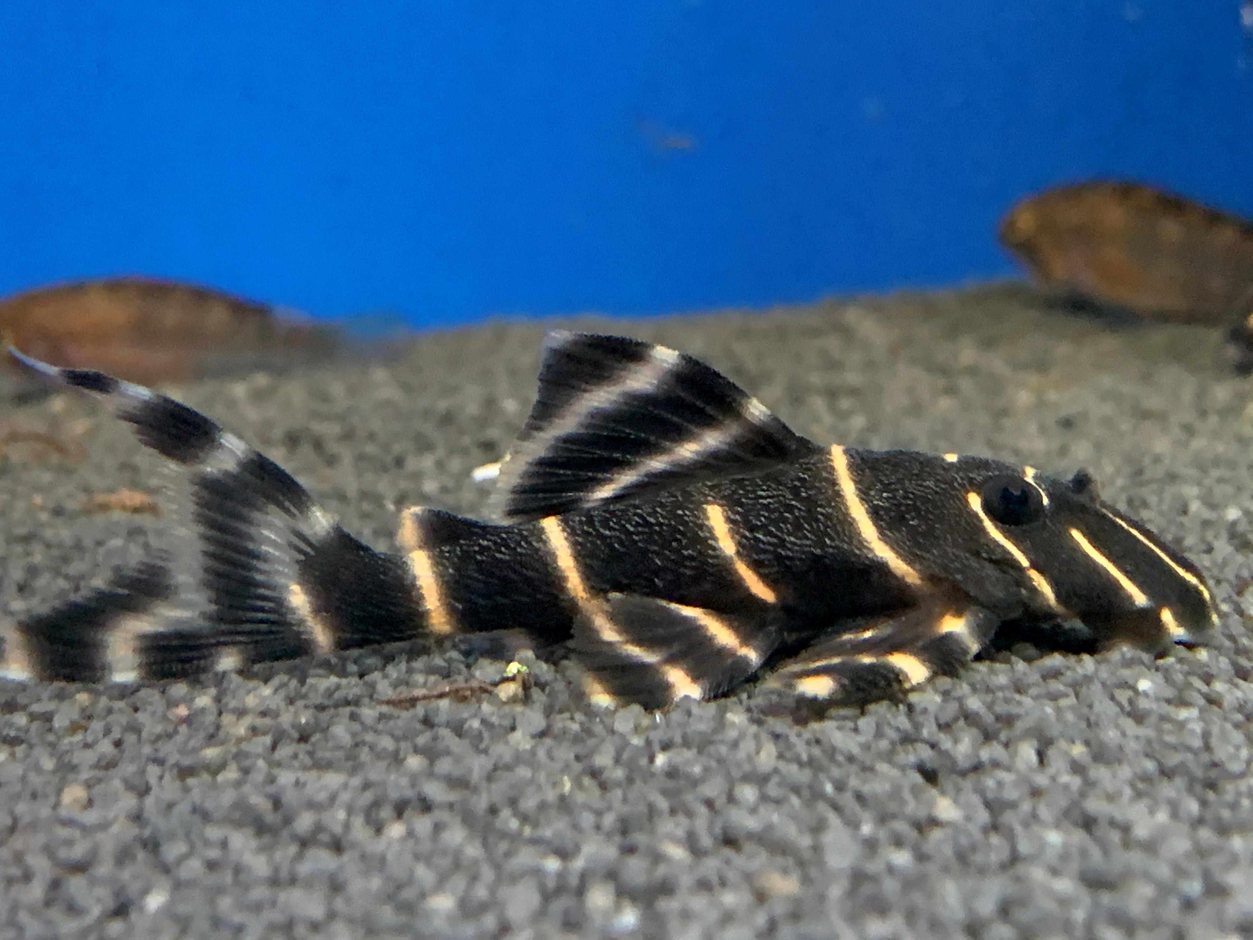 Flash Pleco