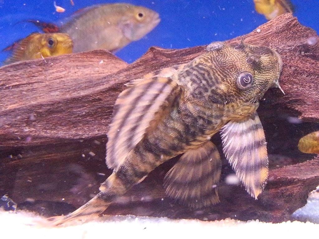 Iquitos Tiger Plec L226 - Panaqolus changae