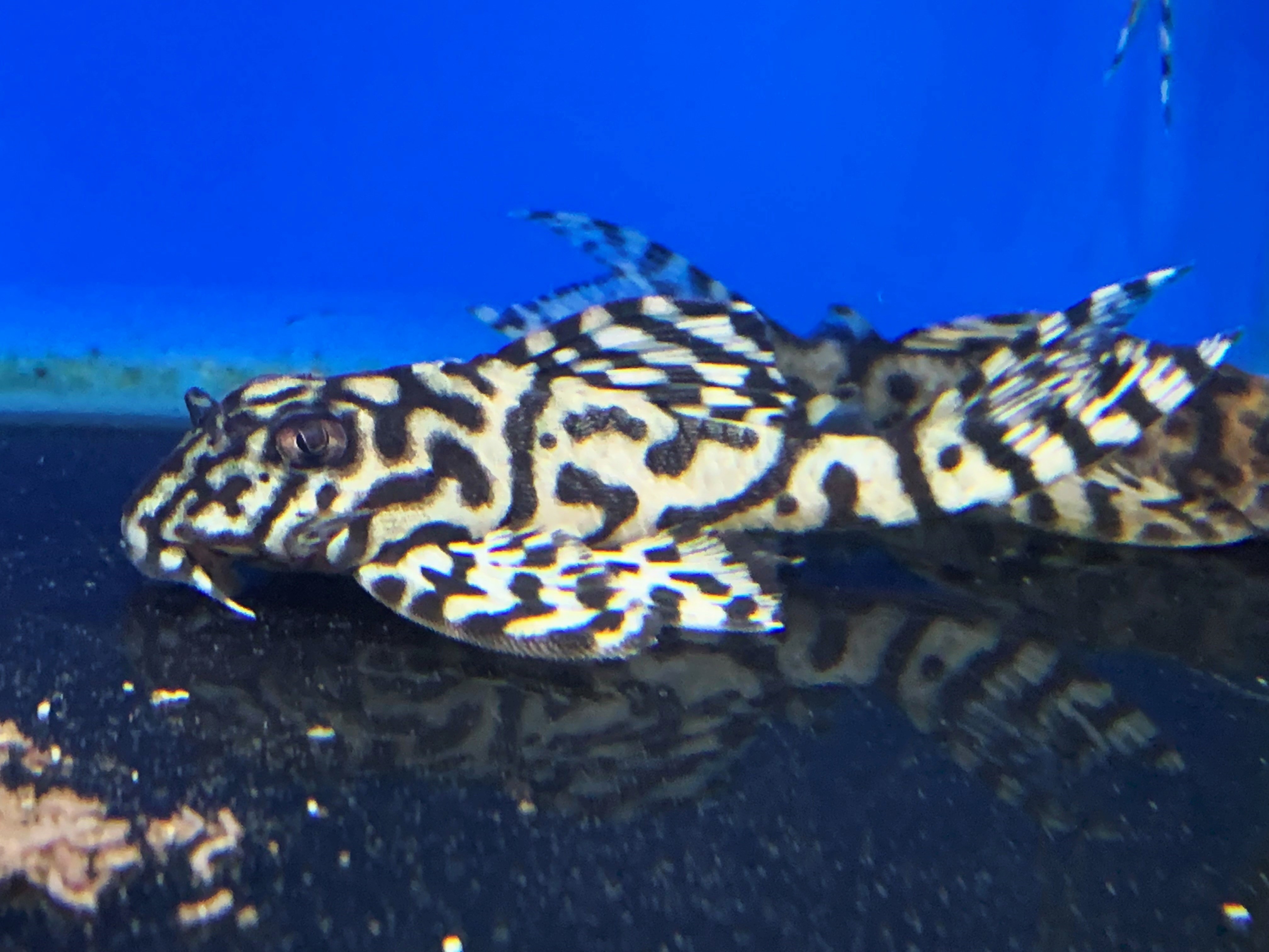 Cracked Zebra Plec L236 - Hypancistrus seideli
