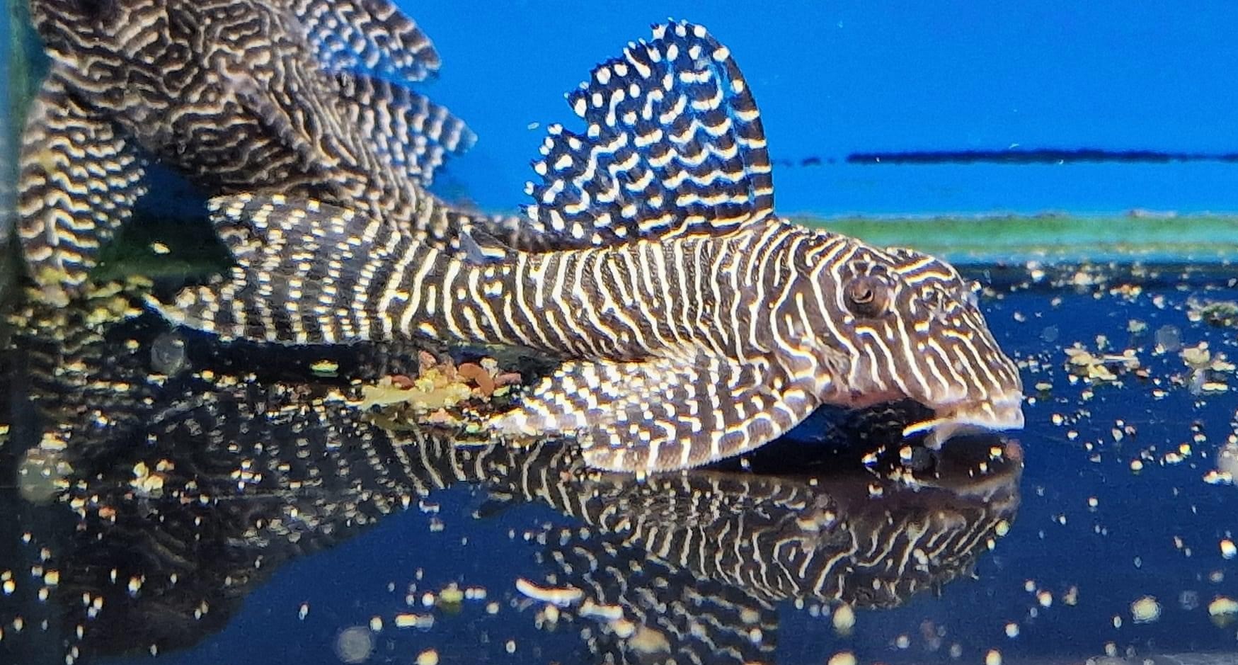 Queen Arabesque Pleco
