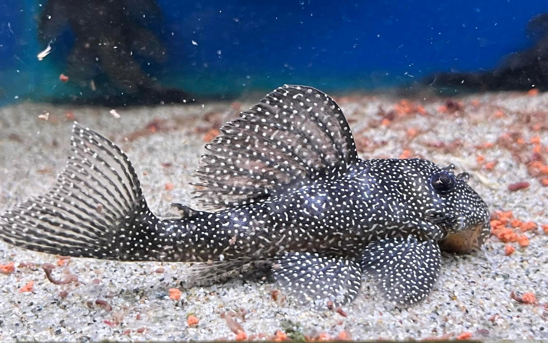 Stardust Plec L262 - Hypancistrus sp. 'L262'