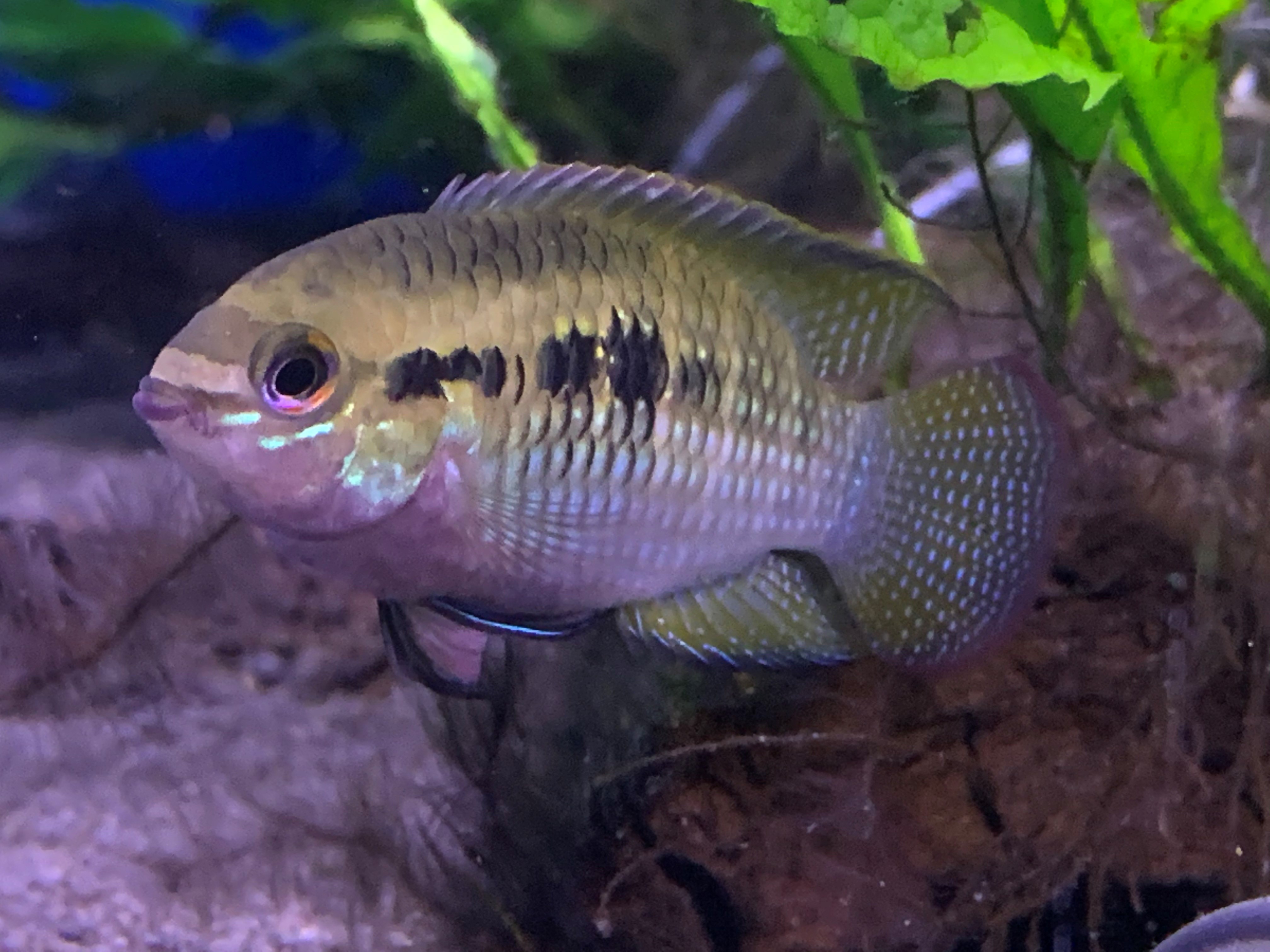 Redbreast Smiling Cichlid