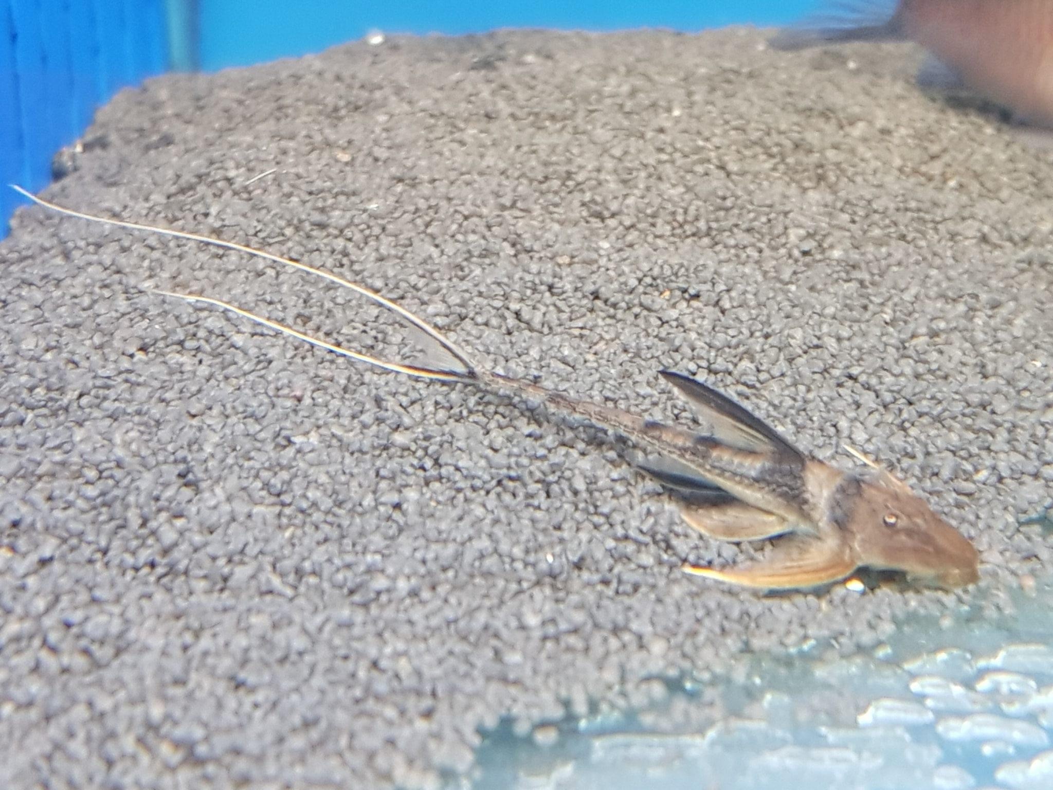 Lamontichthys filamentosus