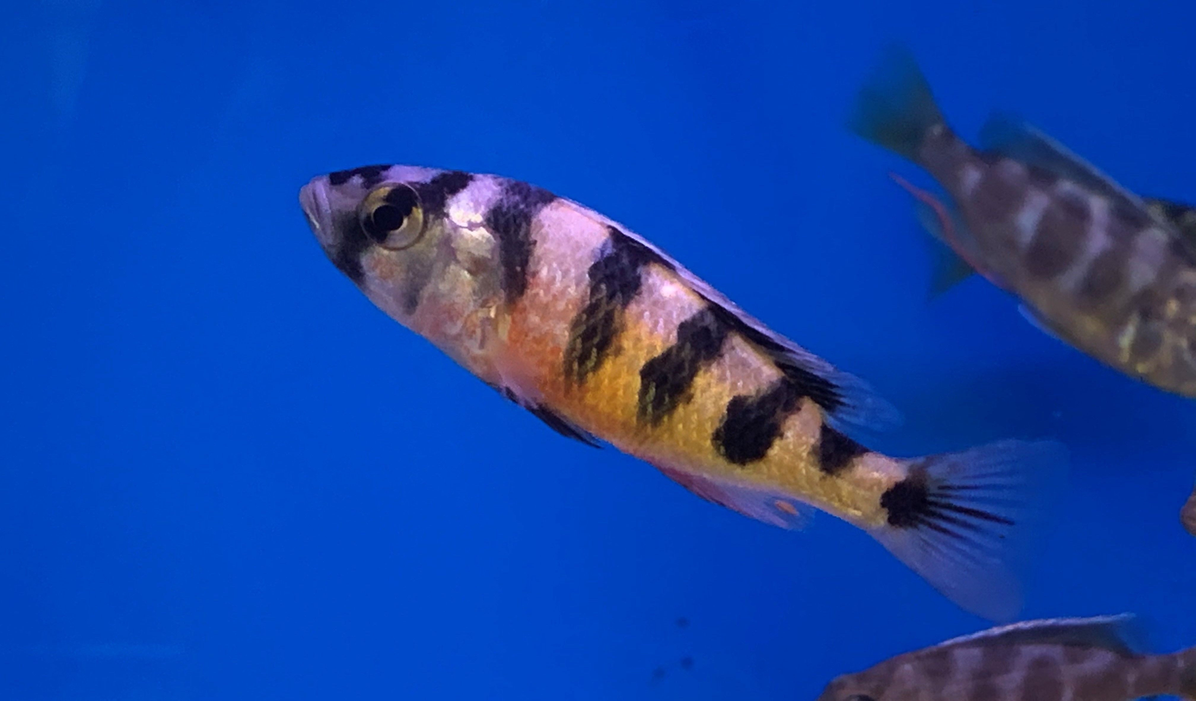 Haplochromis Obliquidens