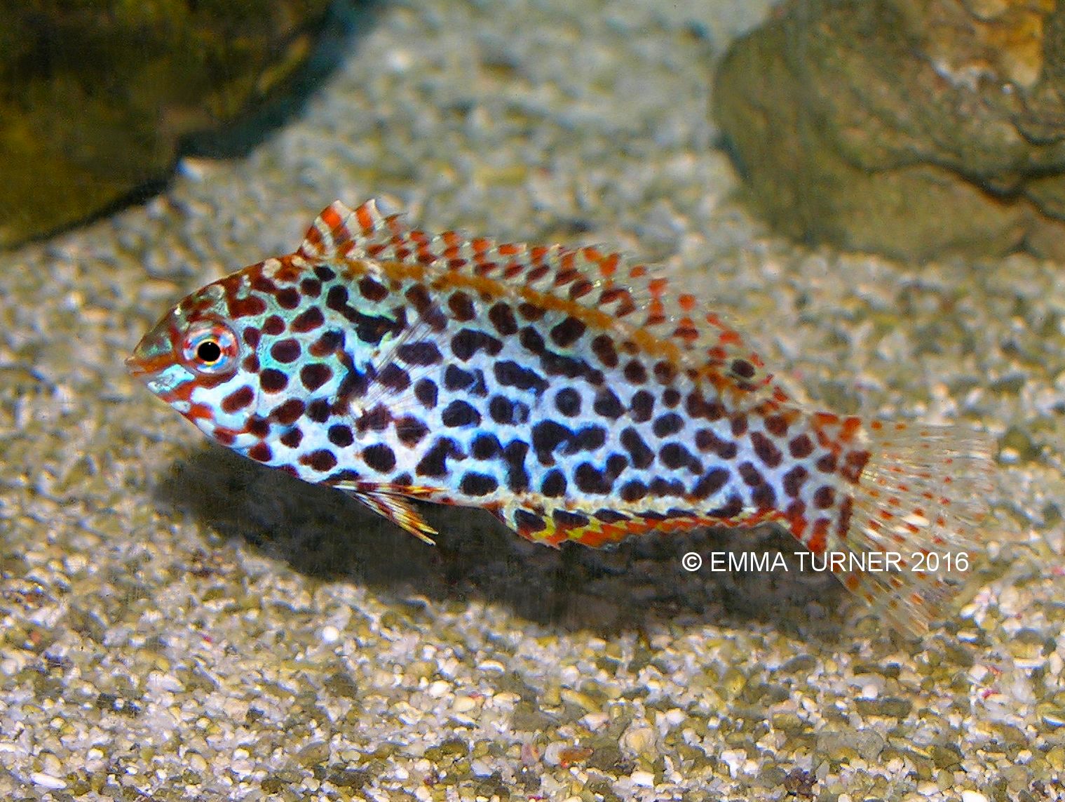 Leopard Wrasse-Macropharyngodon meleagris