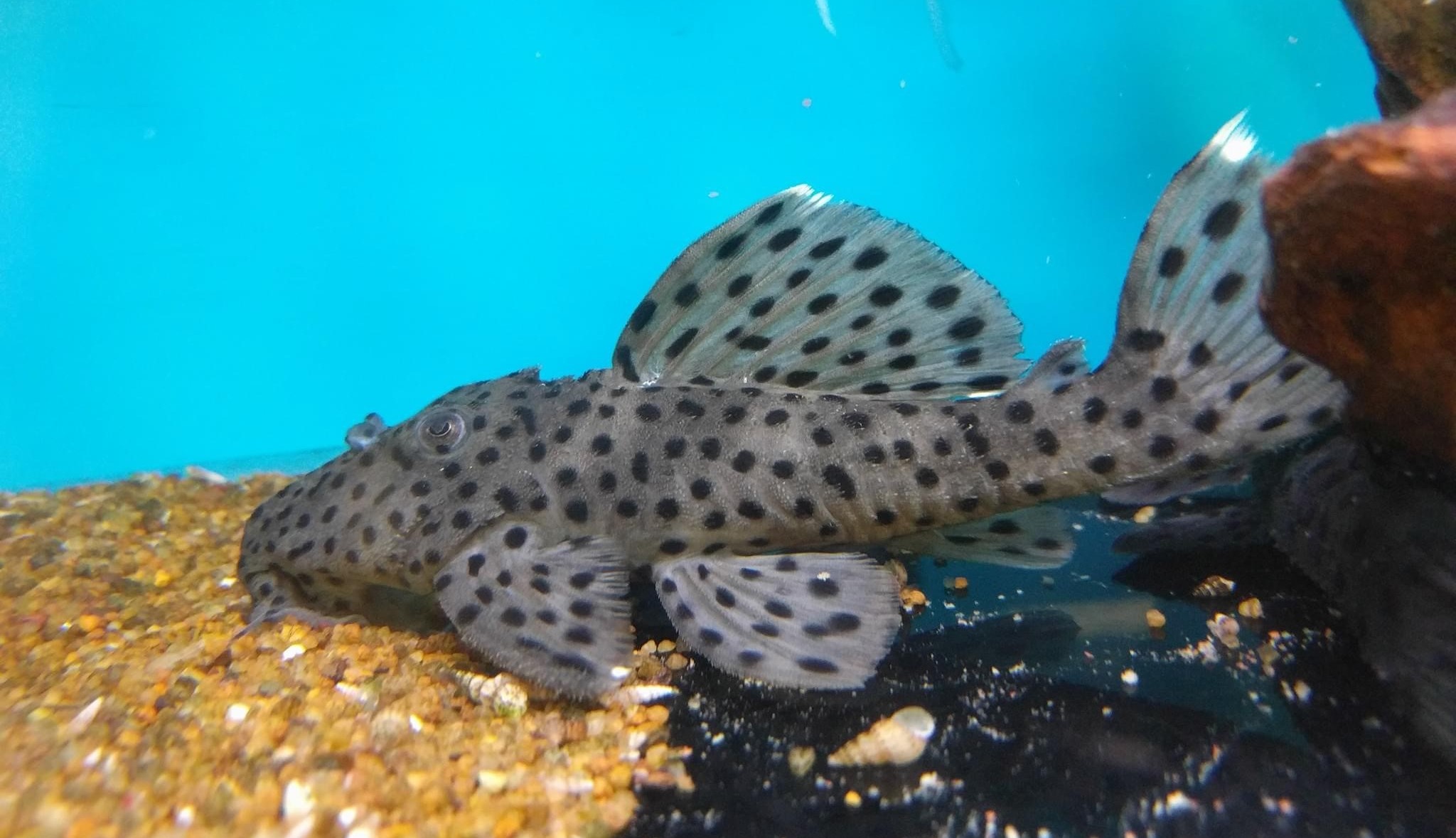Sultan Pleco