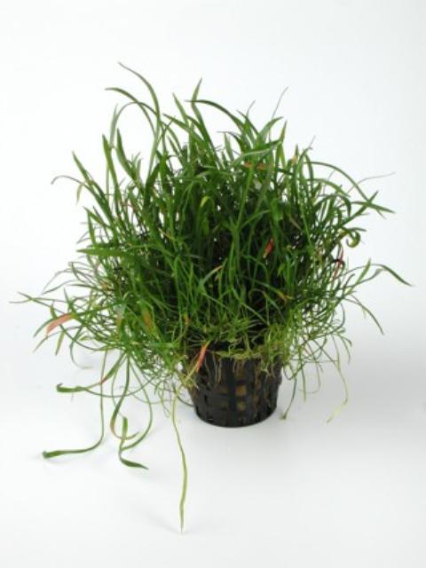 Lilaeopsis brasiliensis