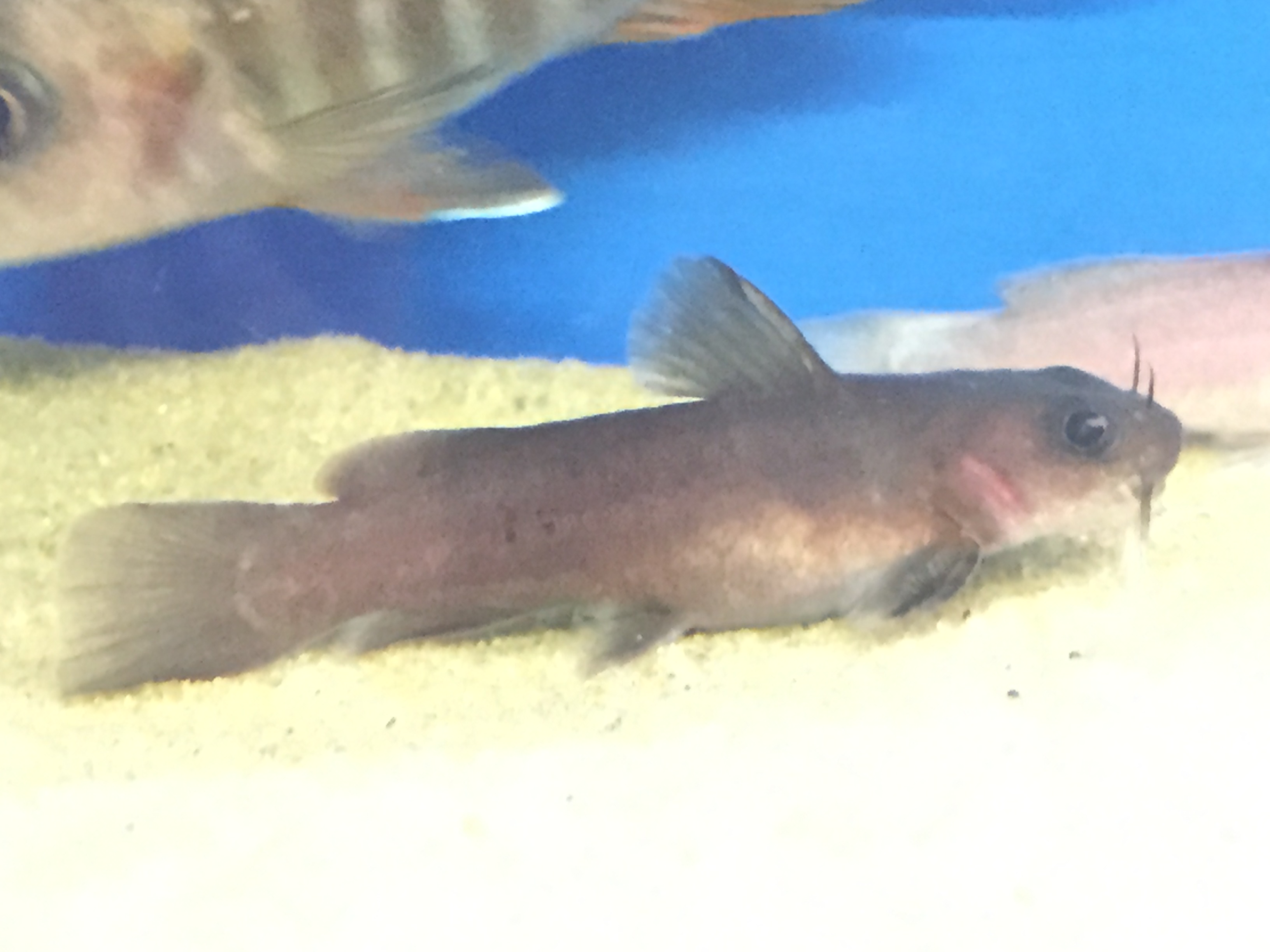 Tanganyikan Bullhead Catfish-Lophiobagrus cyclurus