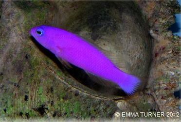 Magenta Dottyback-Pictichromis porphyreus