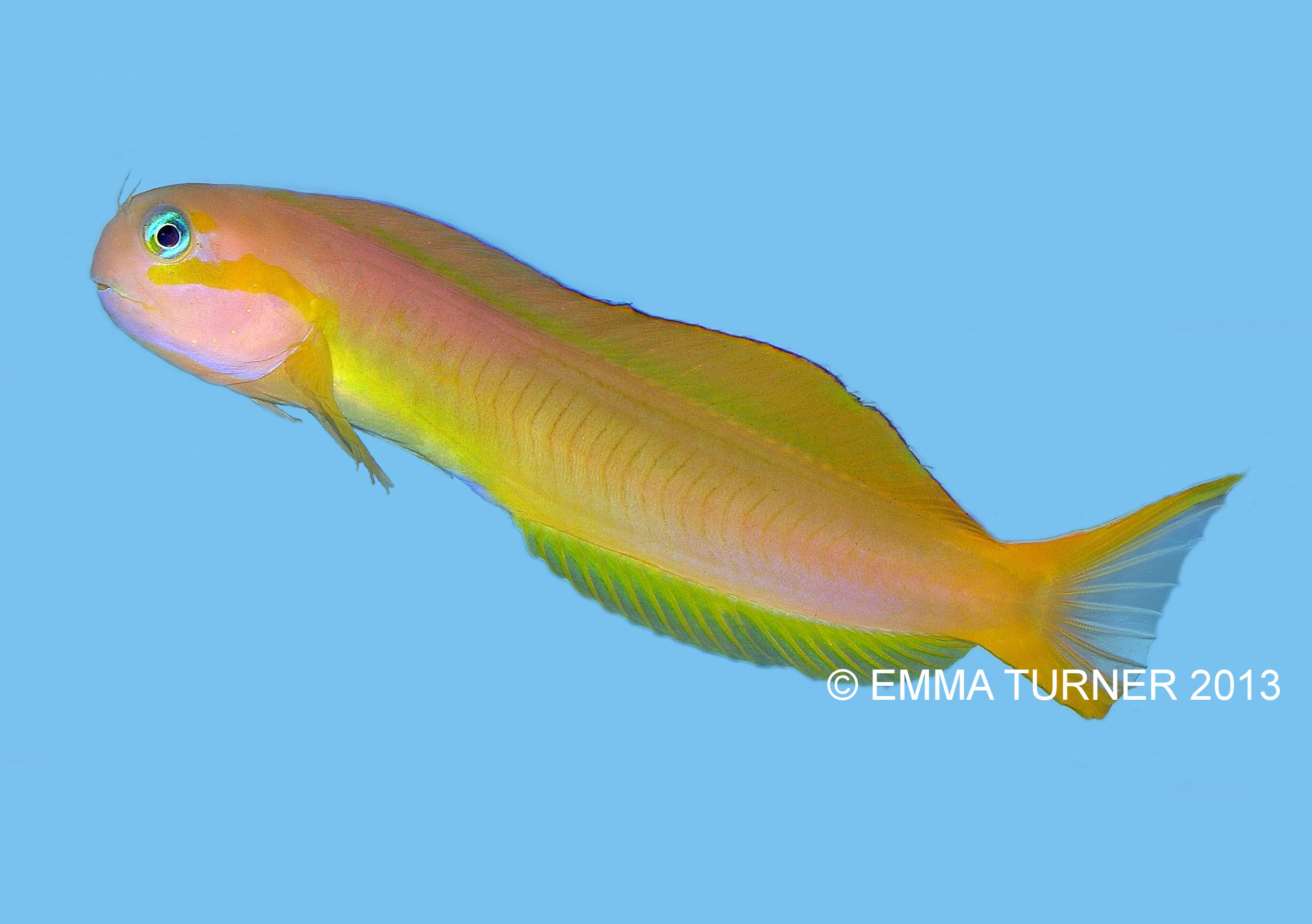 Midas Blenny-Ecsenius midas
