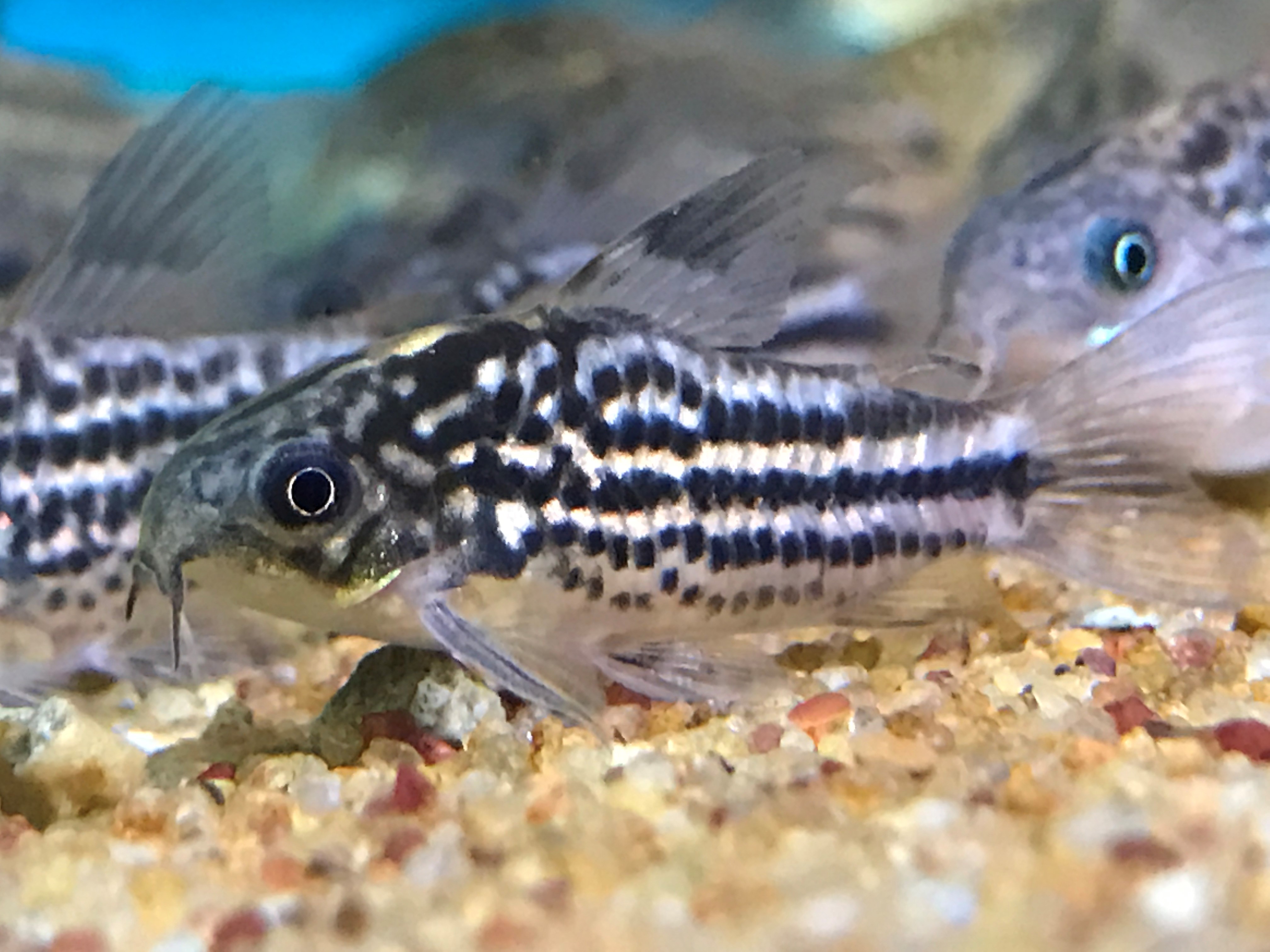 Napo Cory - Gastrodermus napoensis