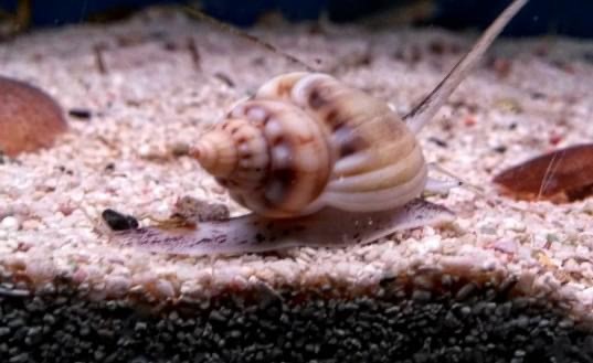 Nassarius Snail-Nassarius