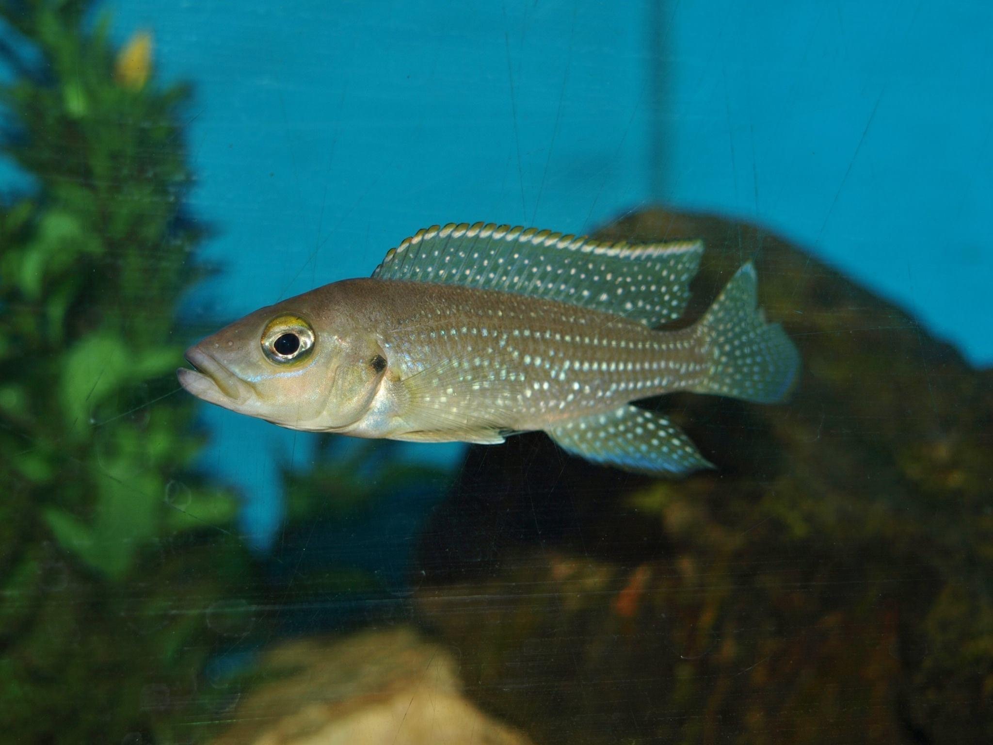 Pearl-lined Cichlid-Neolamprologus tetracanthus