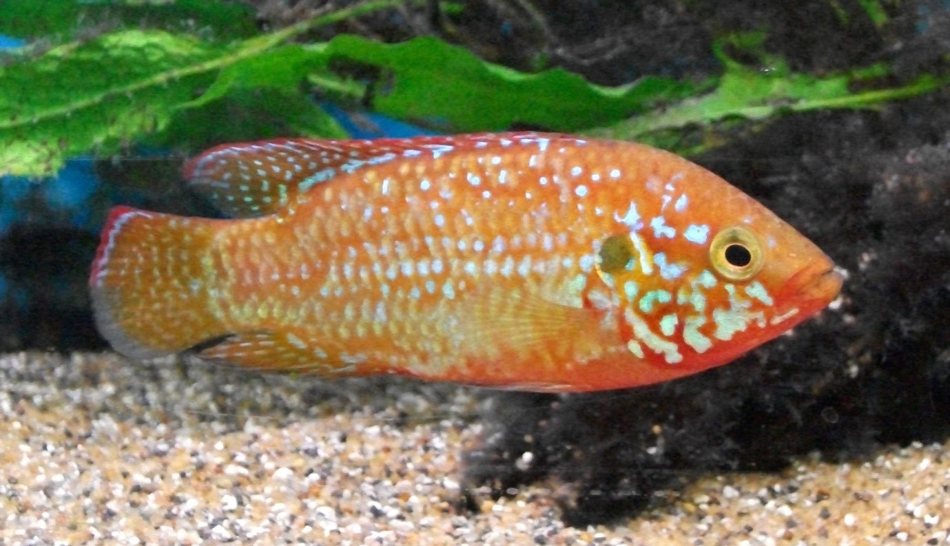 Neon Blue Jewel Cichlid