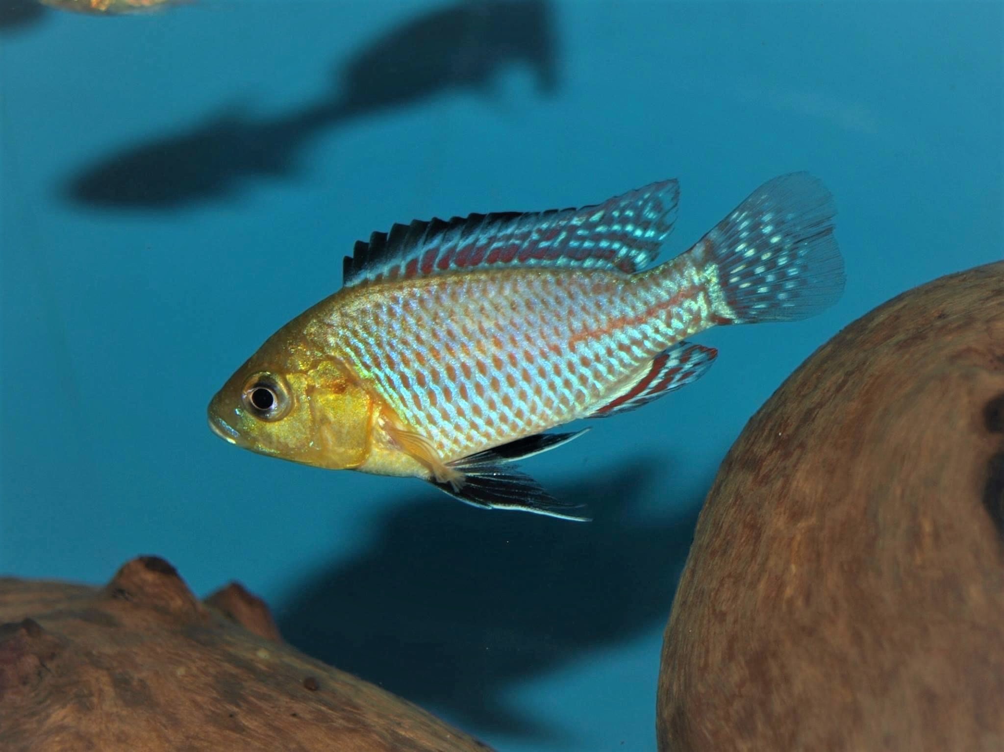 Nichols' Mouthbrooder-Pseudocrenilabrus nicholsi