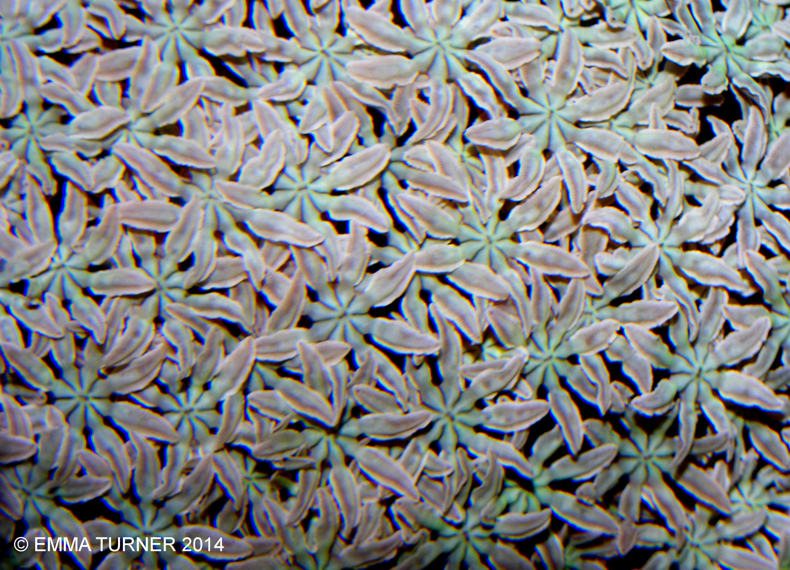 Organ Pipe Coral-Tubipora musica