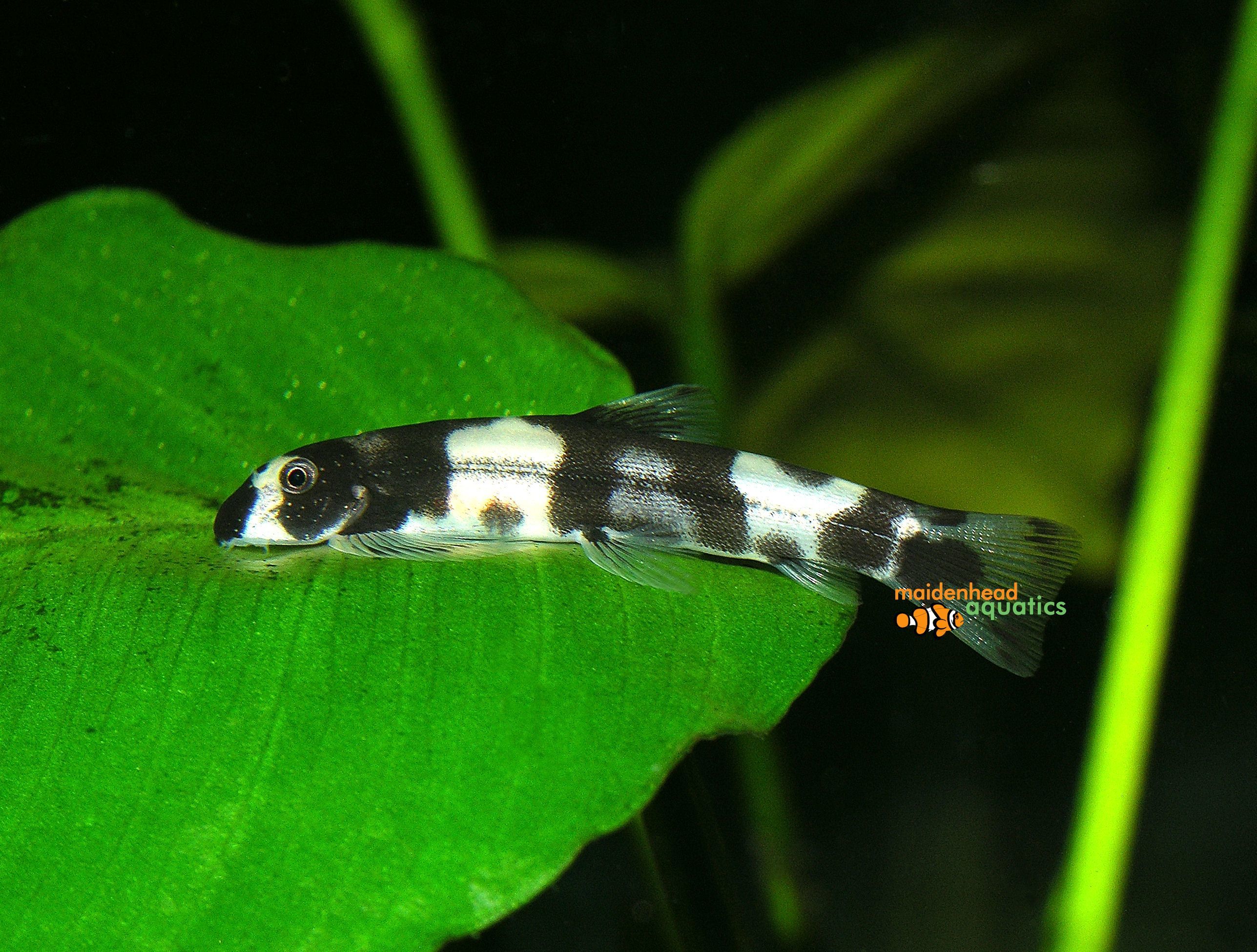 Panda Loach-Yaoshania pachychilus