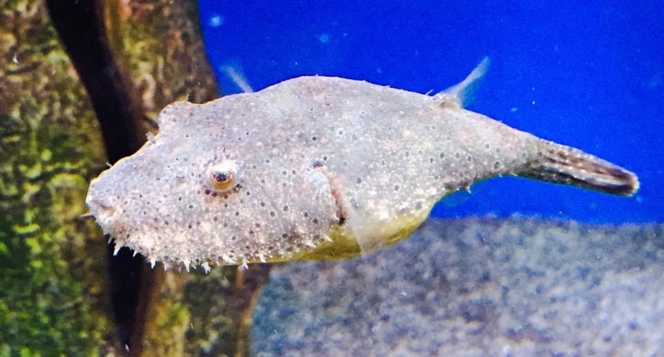 Hairy Puffer-Pao baileyi