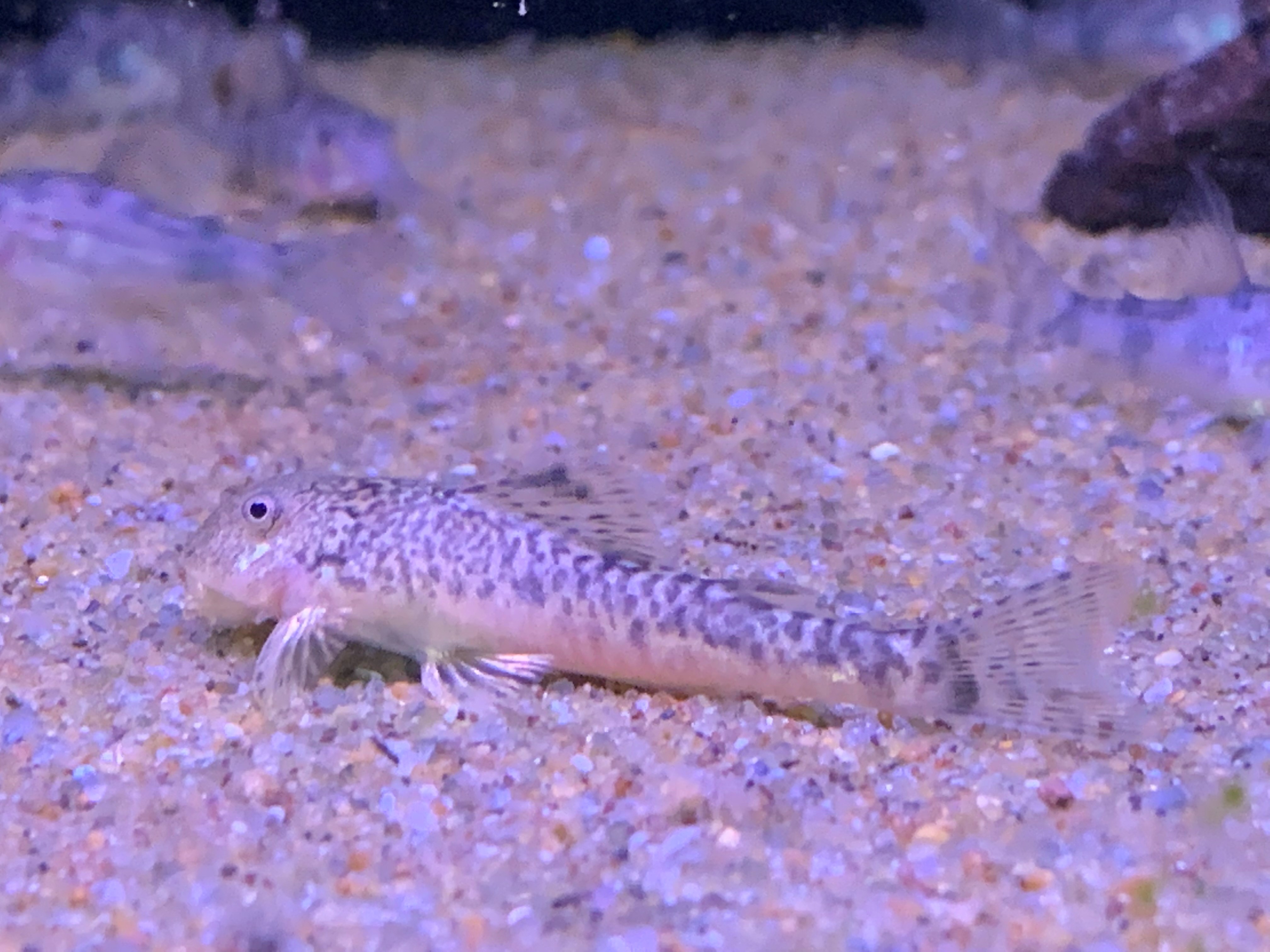 Pitbull Pleco 10 Types Of Plecos That Stay Small (With Info