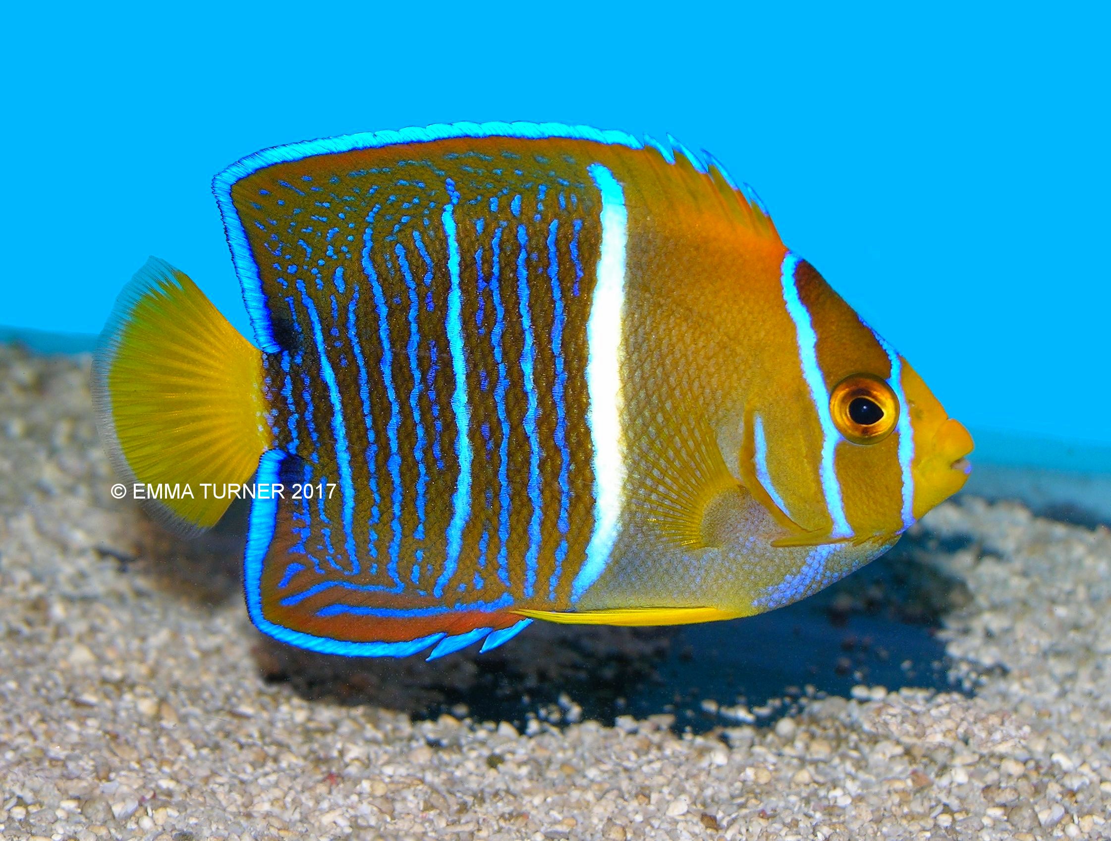 Passer Angelfish-Holacanthus passer