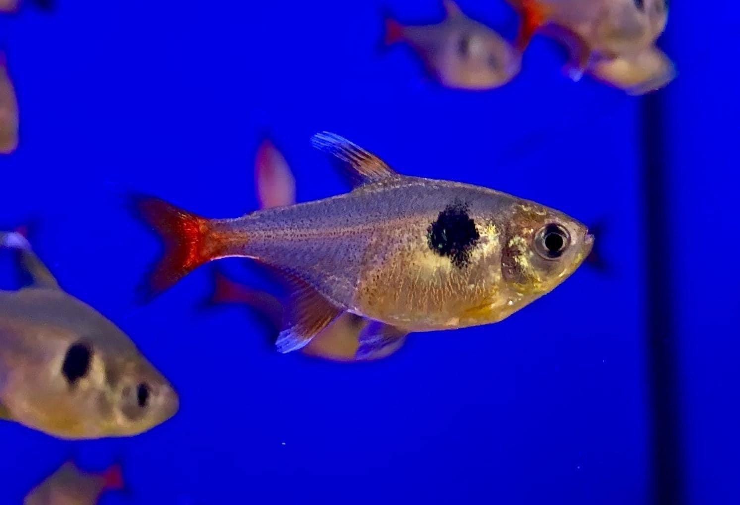 Yellow Phantom Tetra-Hyphessobrycon roseus