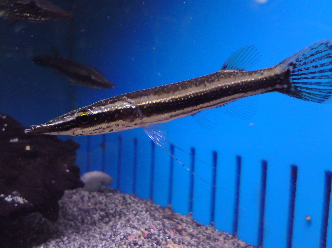 Pikehead-Luciocephalus pulcher