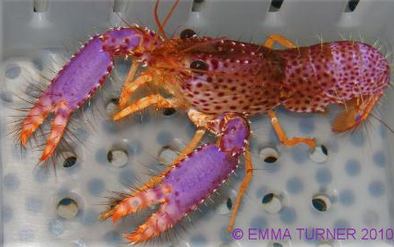 Pink Coral Crayfish