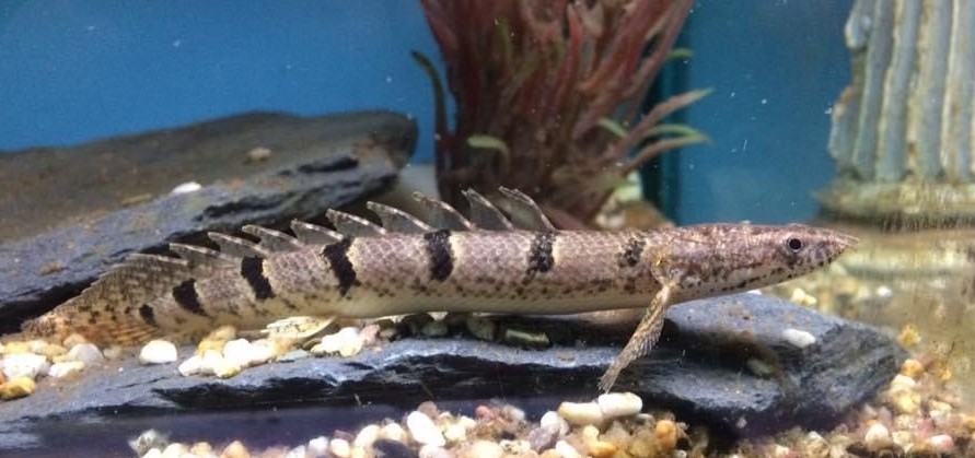 Banded Bichir-Polypterus delhezi