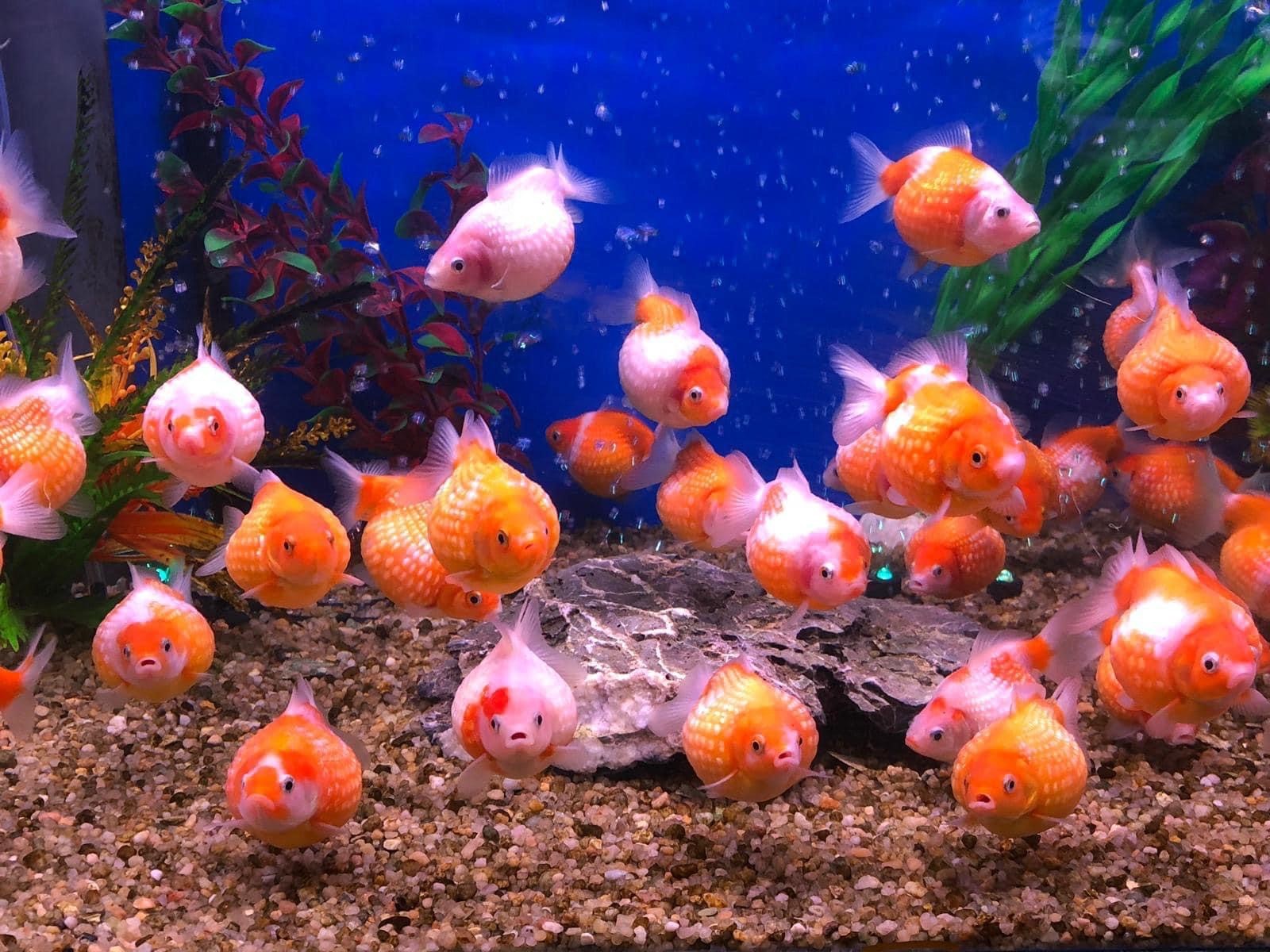 Ping Pong Pearlscale-Carassius auratus