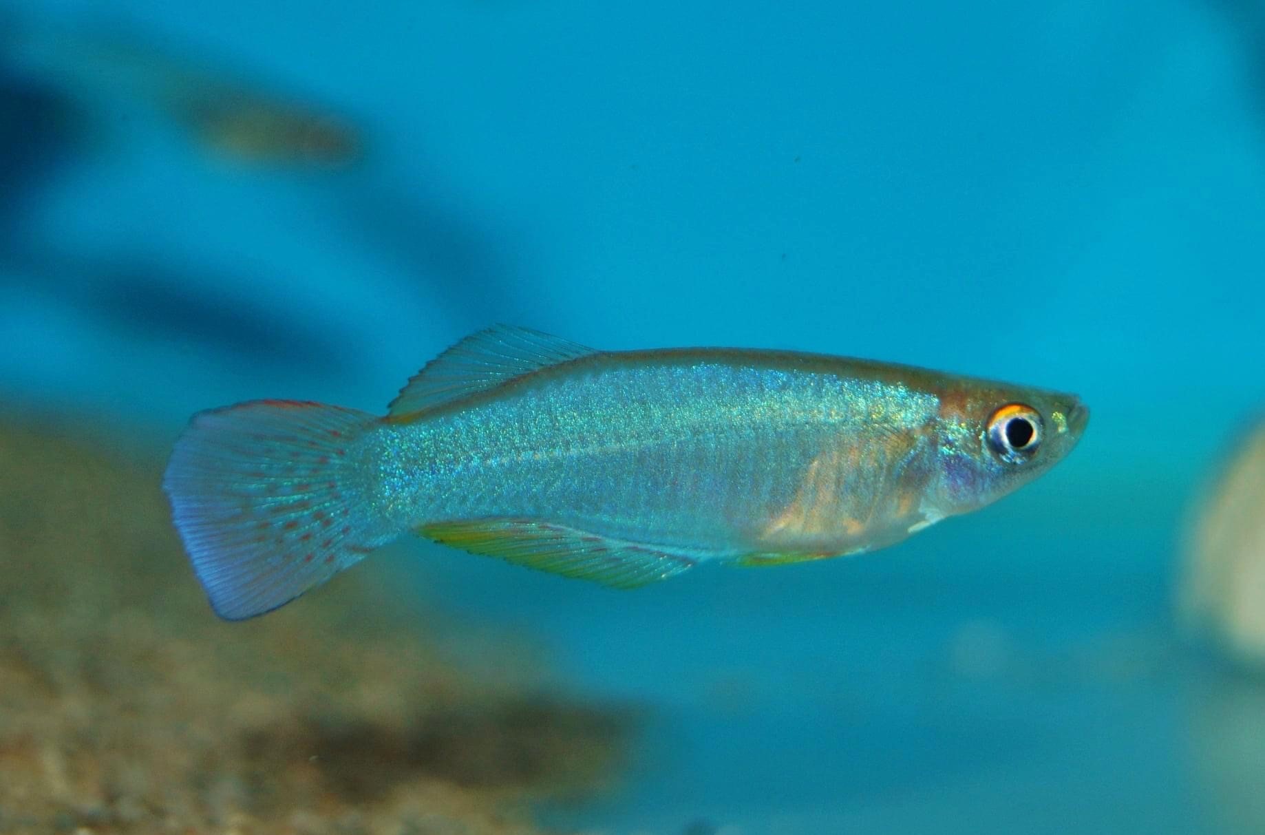 Blue-green Lampeye-Procatopus aberrans