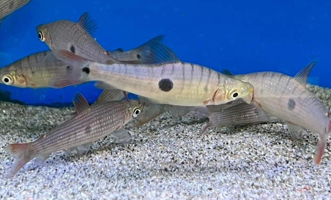 Threespot Headstander - Pseudanos trimaculatus