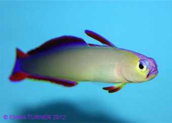Purple Firefish-Nemateleotris decora