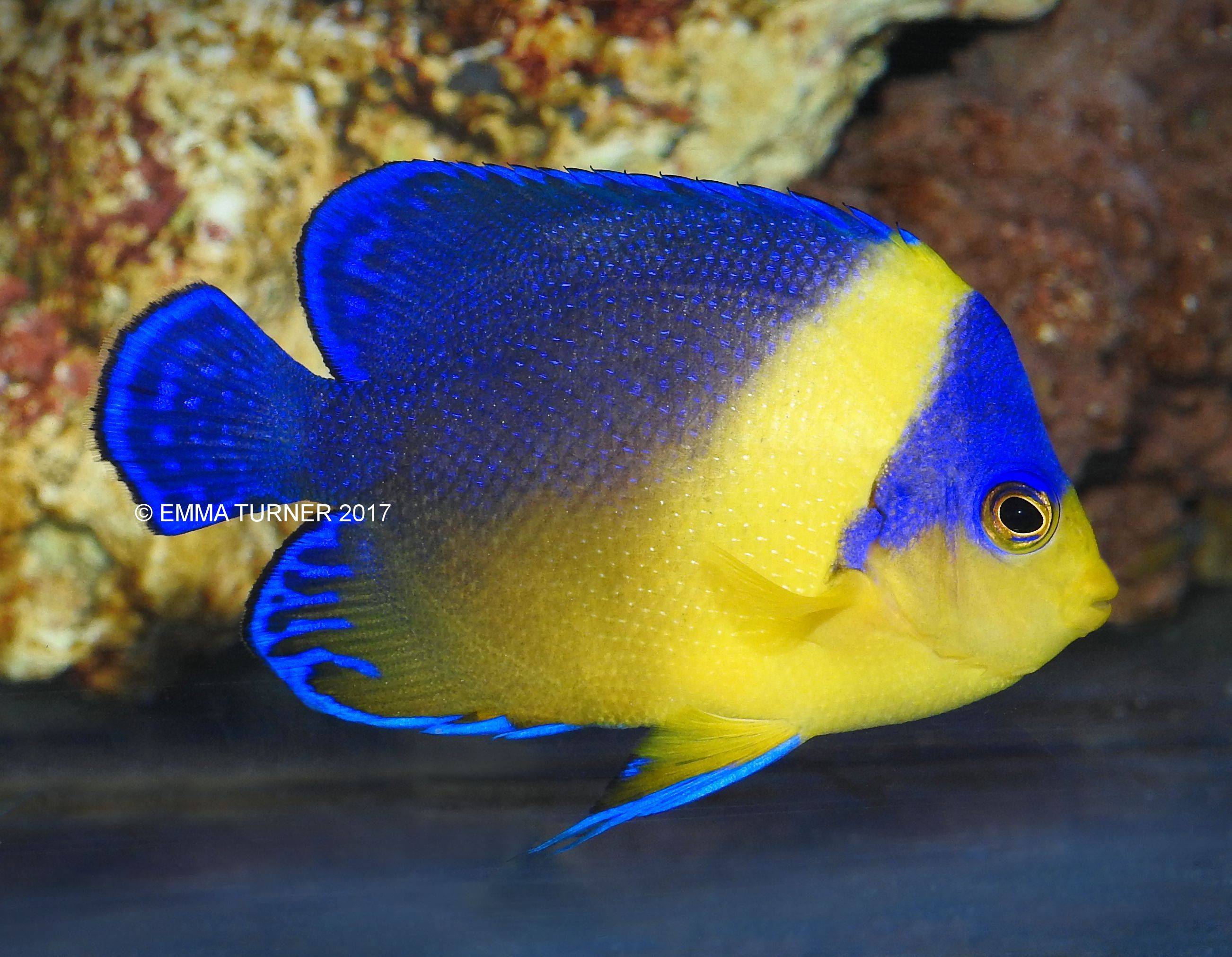 Purple Masked Angelfish-Centropyge venusta