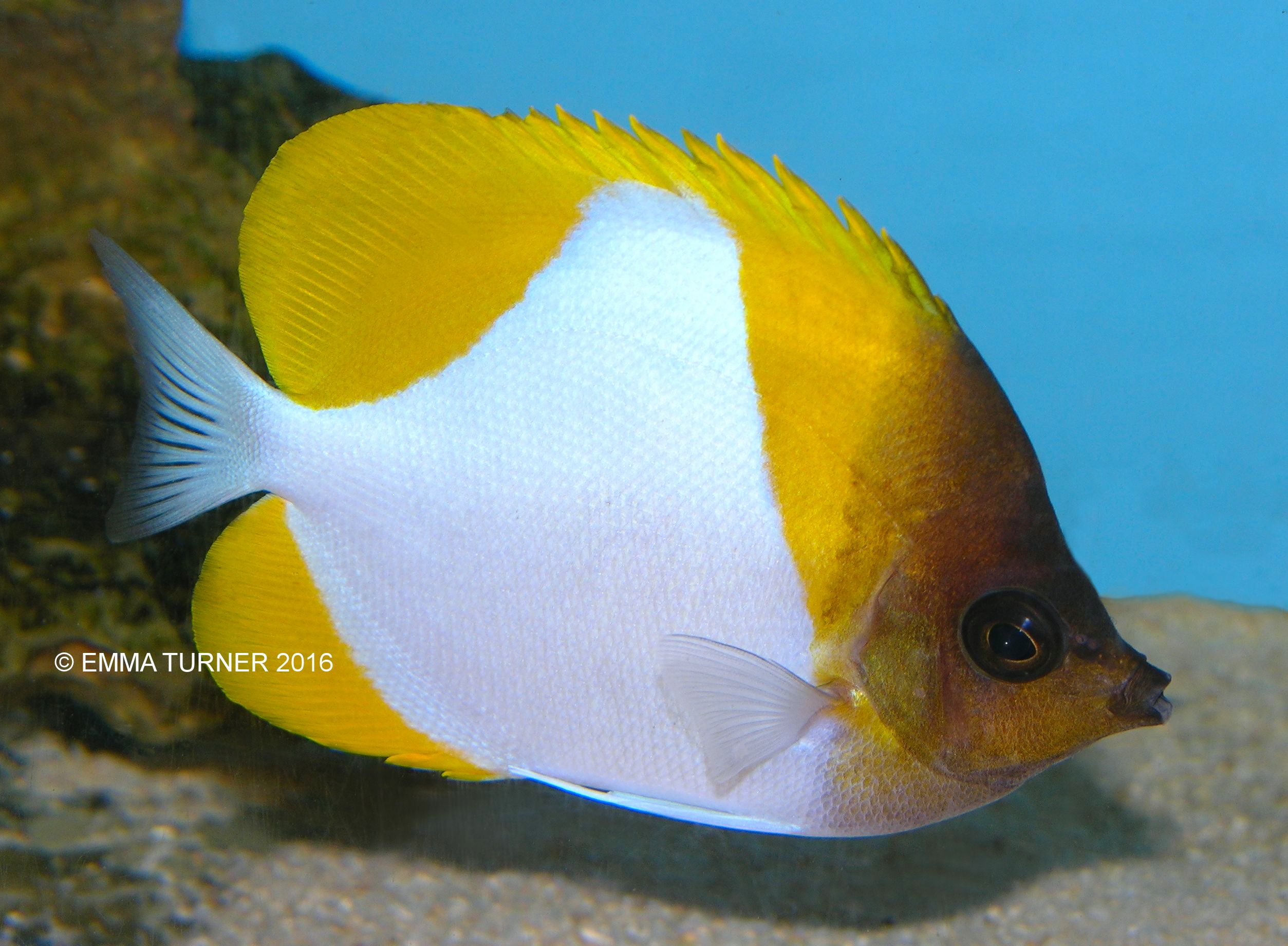 Pyramid Butterflyfish-Hemitaurichthys polylepis