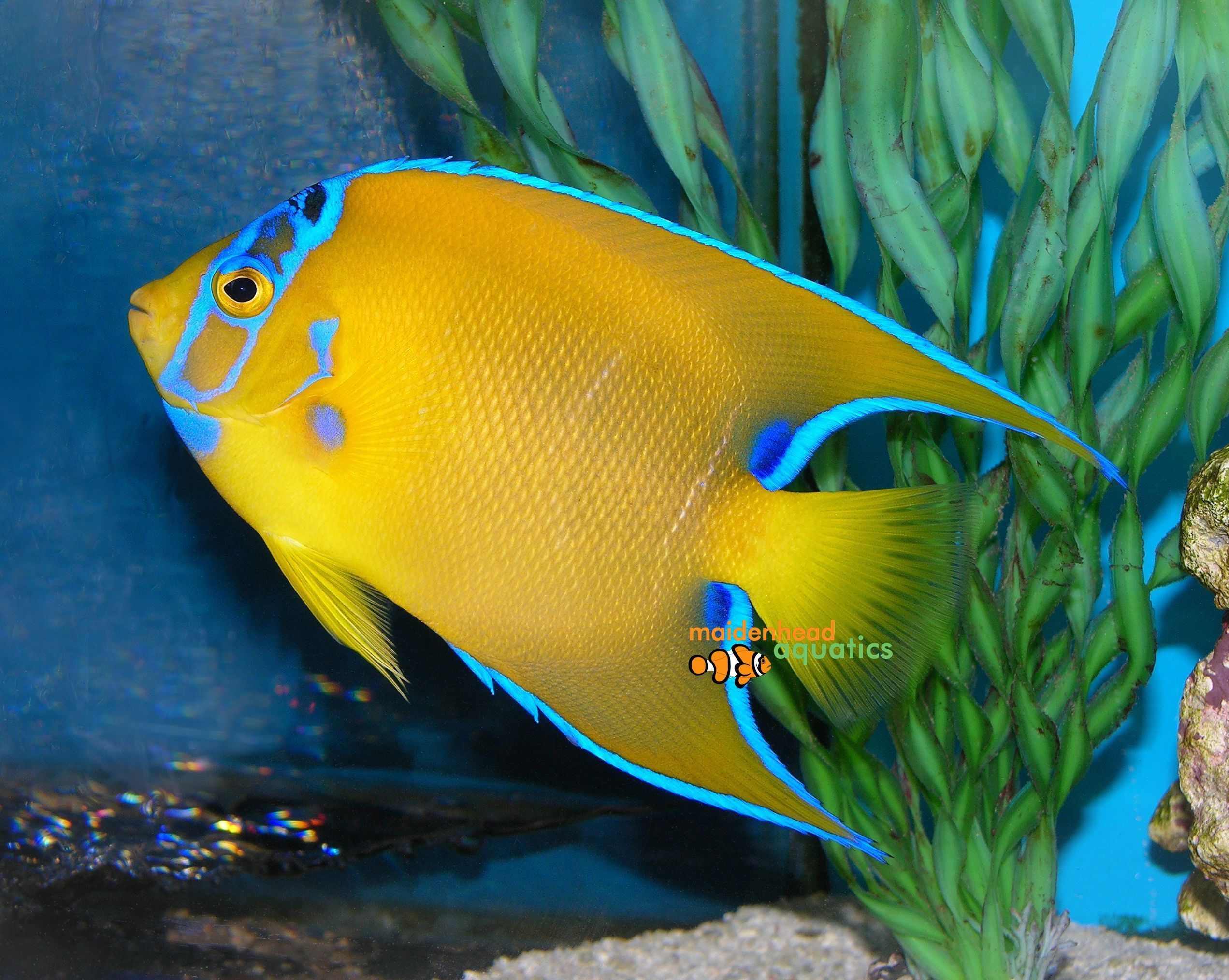 Queen Angelfish Holacanthus Ciliaris Queen Angelfish | Snorkeling