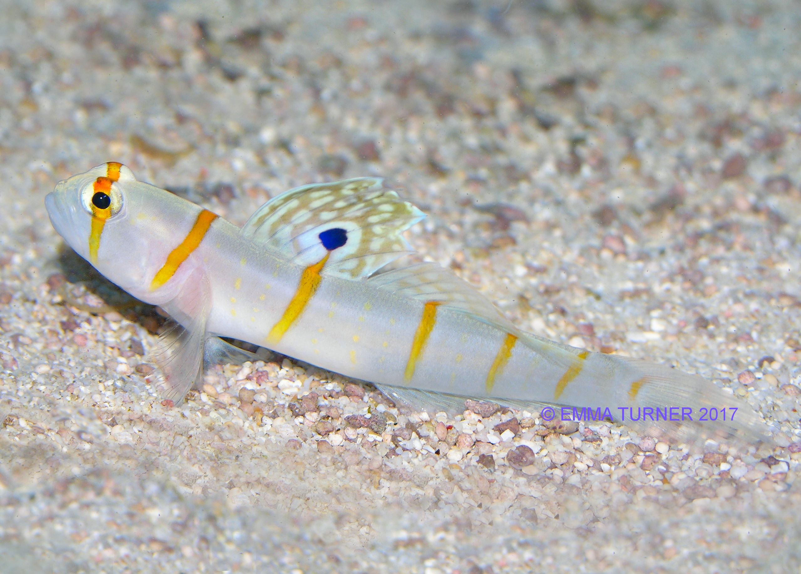 Randall's Goby-Amblyeleotris randalli