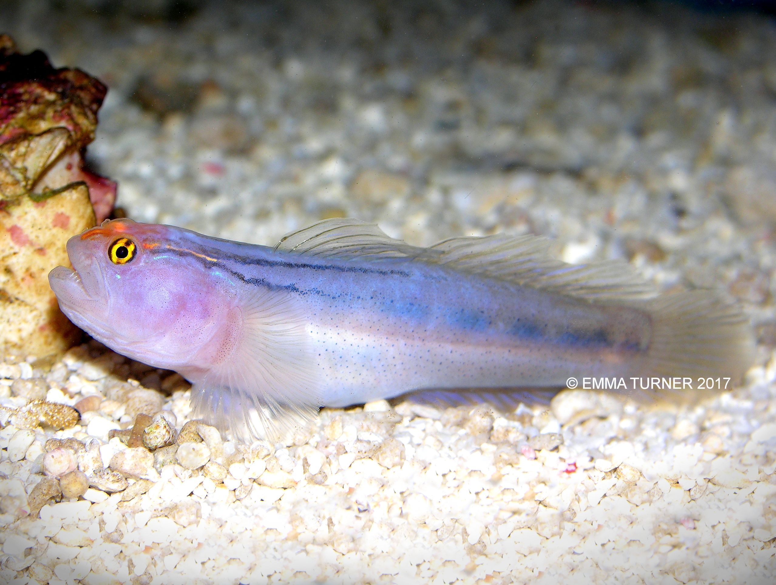 Red Head Goby-Elacatinus puncticulatus