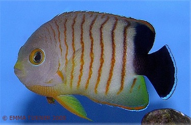 Red Stripe Angelfish