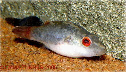 Red Tailed Red Eyed Puffer-Carinotetraodon irrubesco