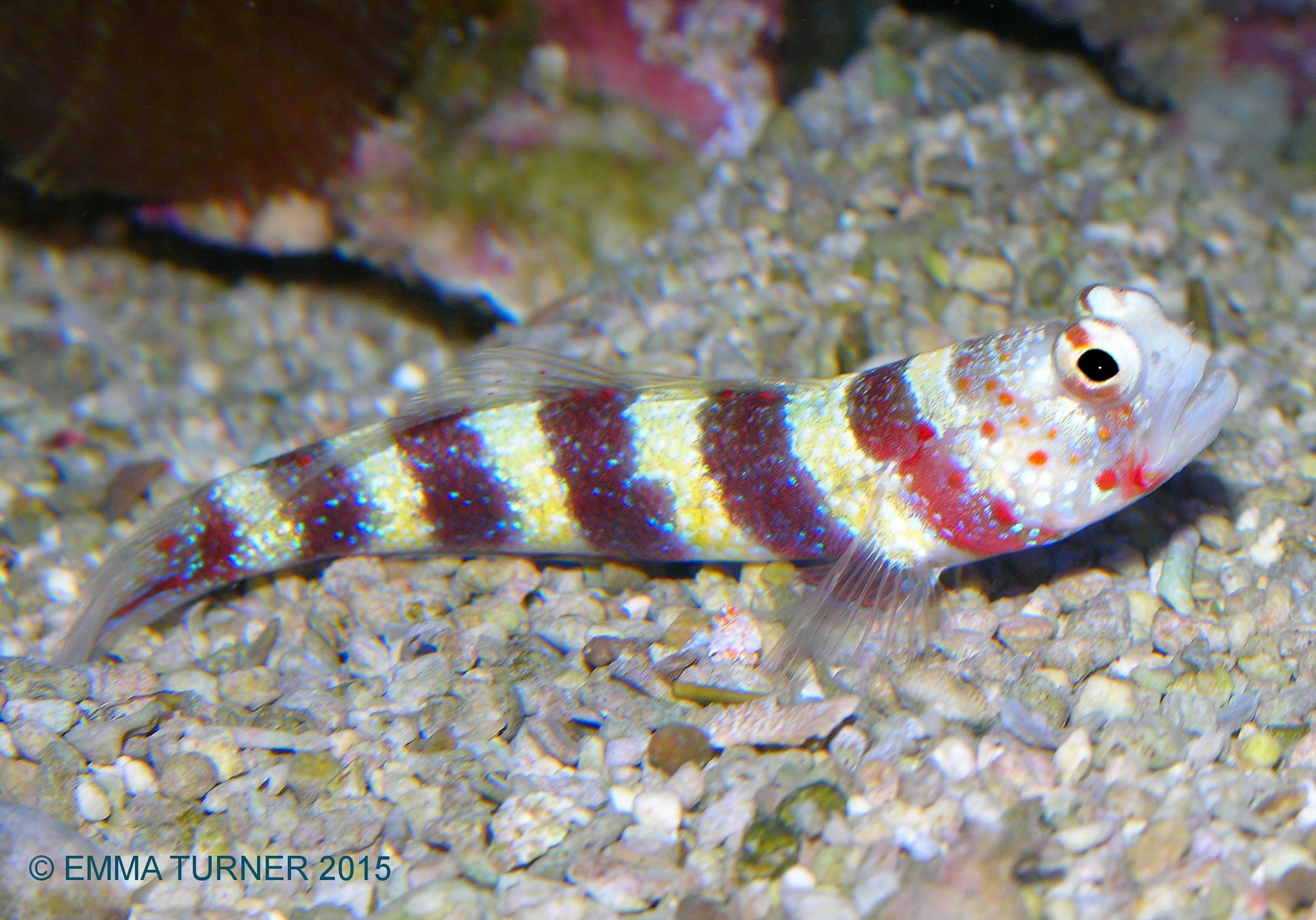 Red Striped Goby