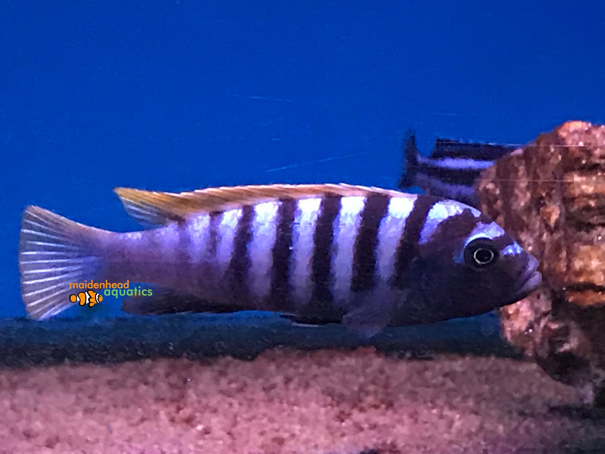 Cynotilapia Afra