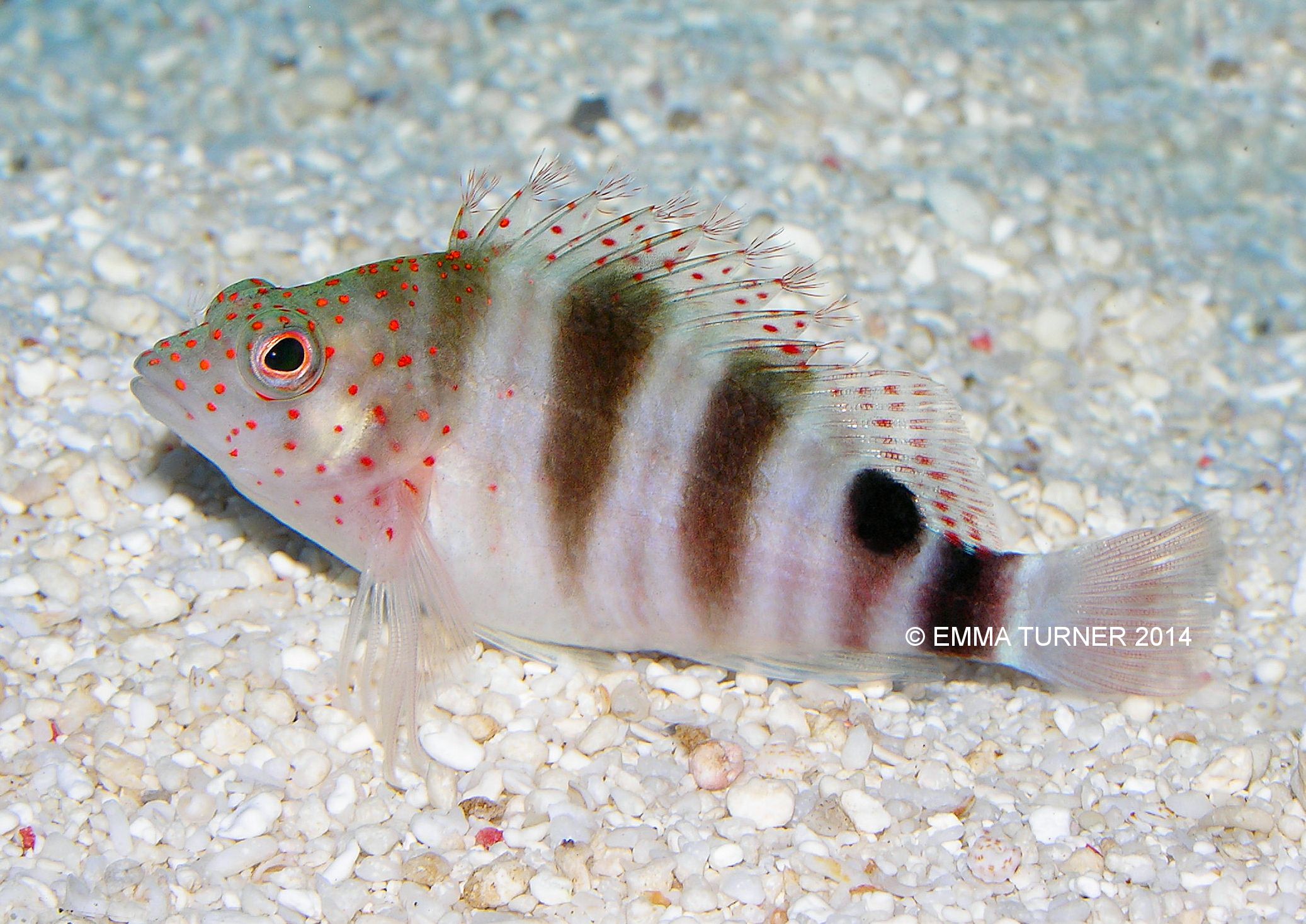 Redspotted Hawkfish-Amblycirrhitus pinos
